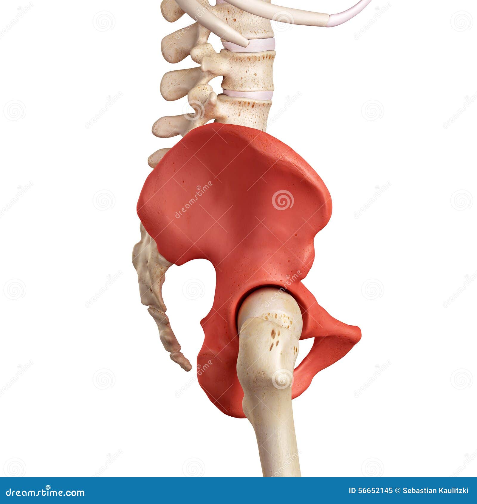 El hueso de la cadera stock de ilustración. Ilustración de blanco ...