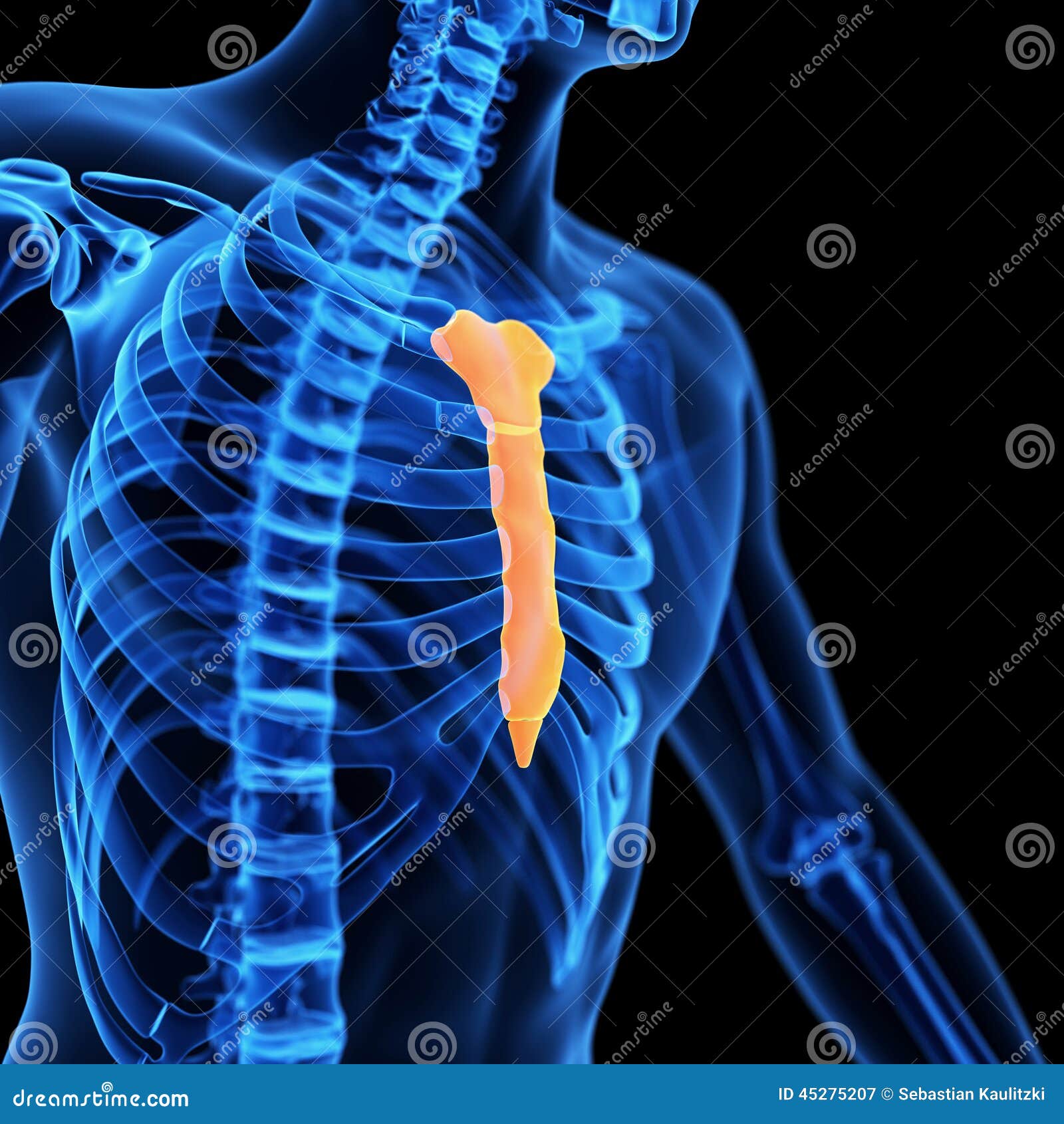 El hueso de pecho stock de ilustración. Ilustración de azul - 45275207