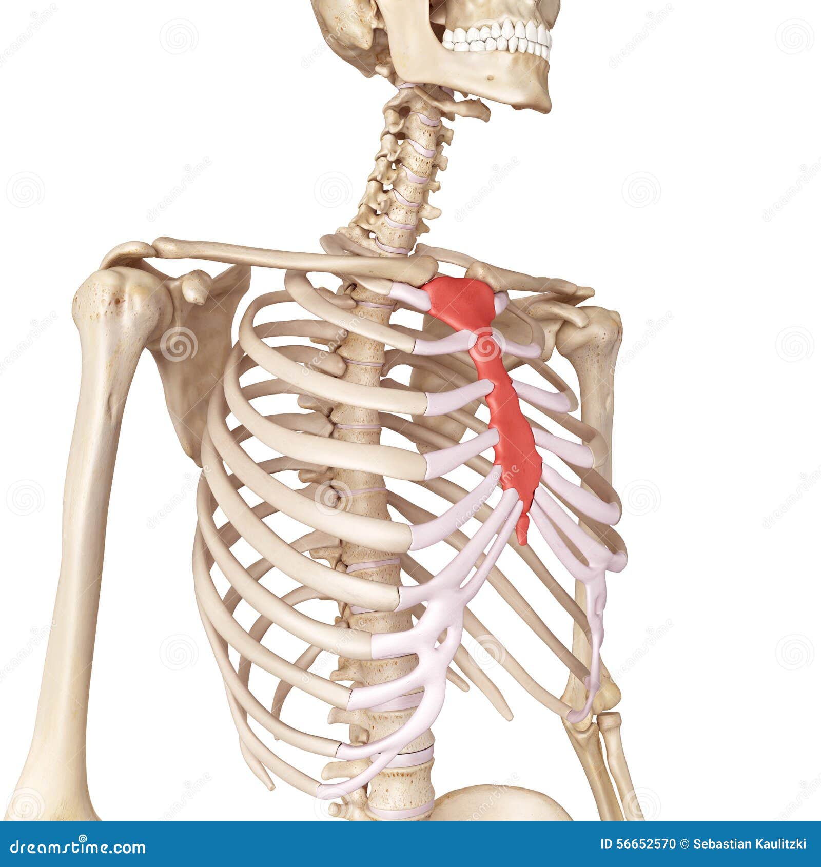 Huesos De La Anatomía Del Pecho