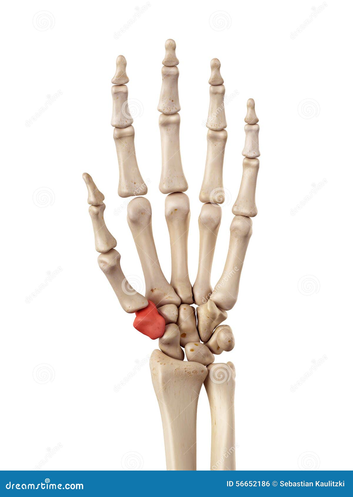 El hueso de trapecio stock de ilustración. Ilustración de anterior ...