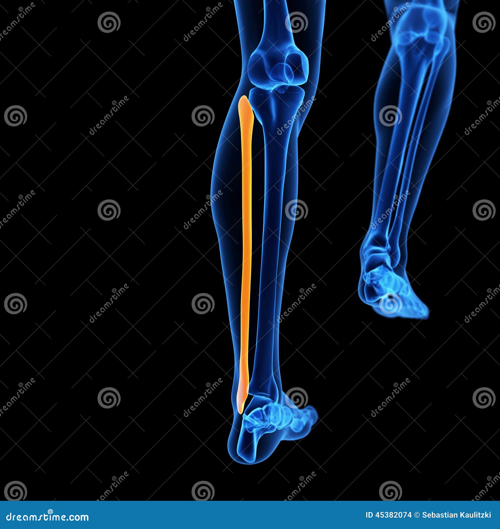 El hueso del peroné stock de ilustración. Ilustración de humano - 45382074