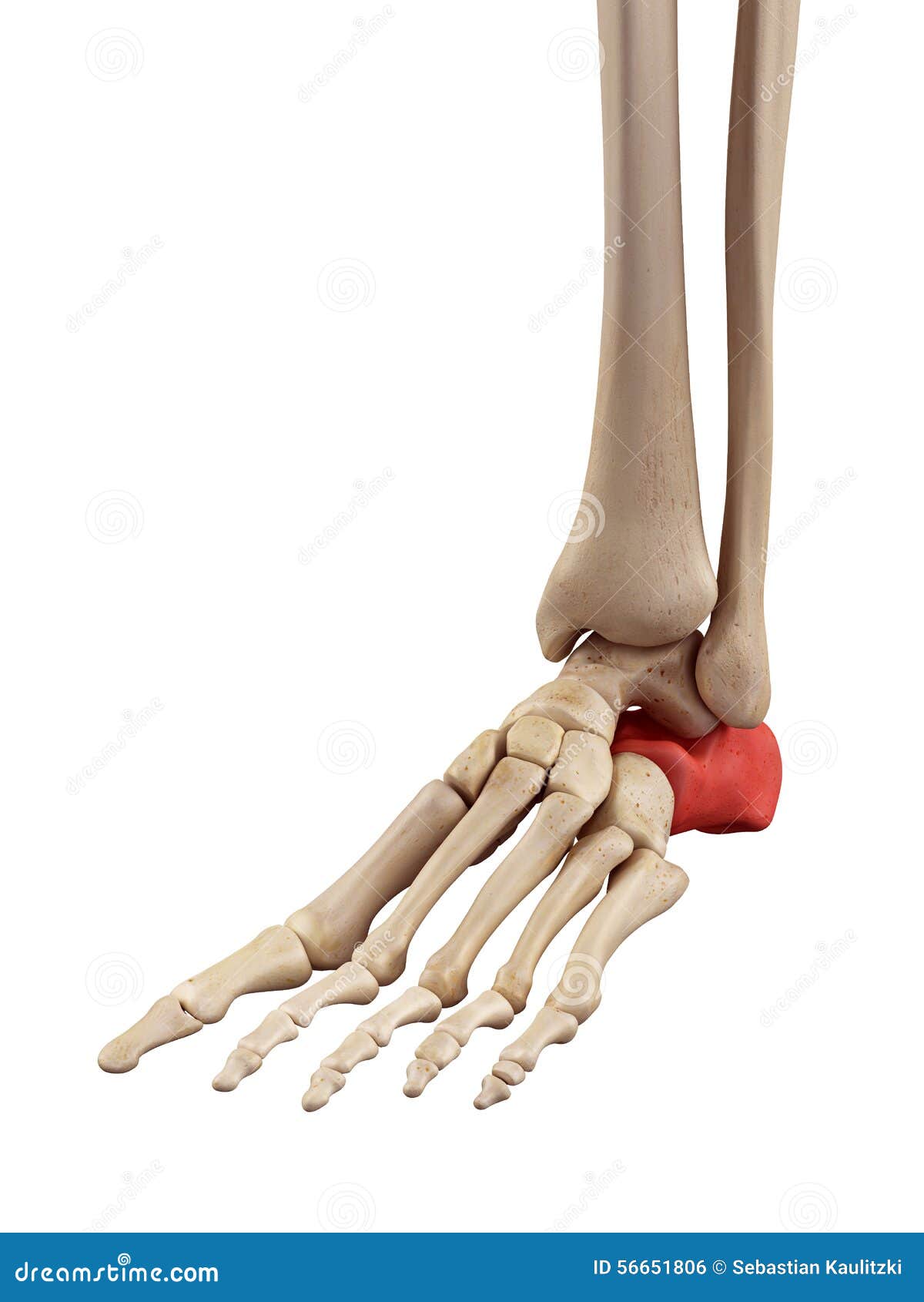 El Hueso Intermedio Del Calcaneus Stock de ilustración - Ilustración de ...