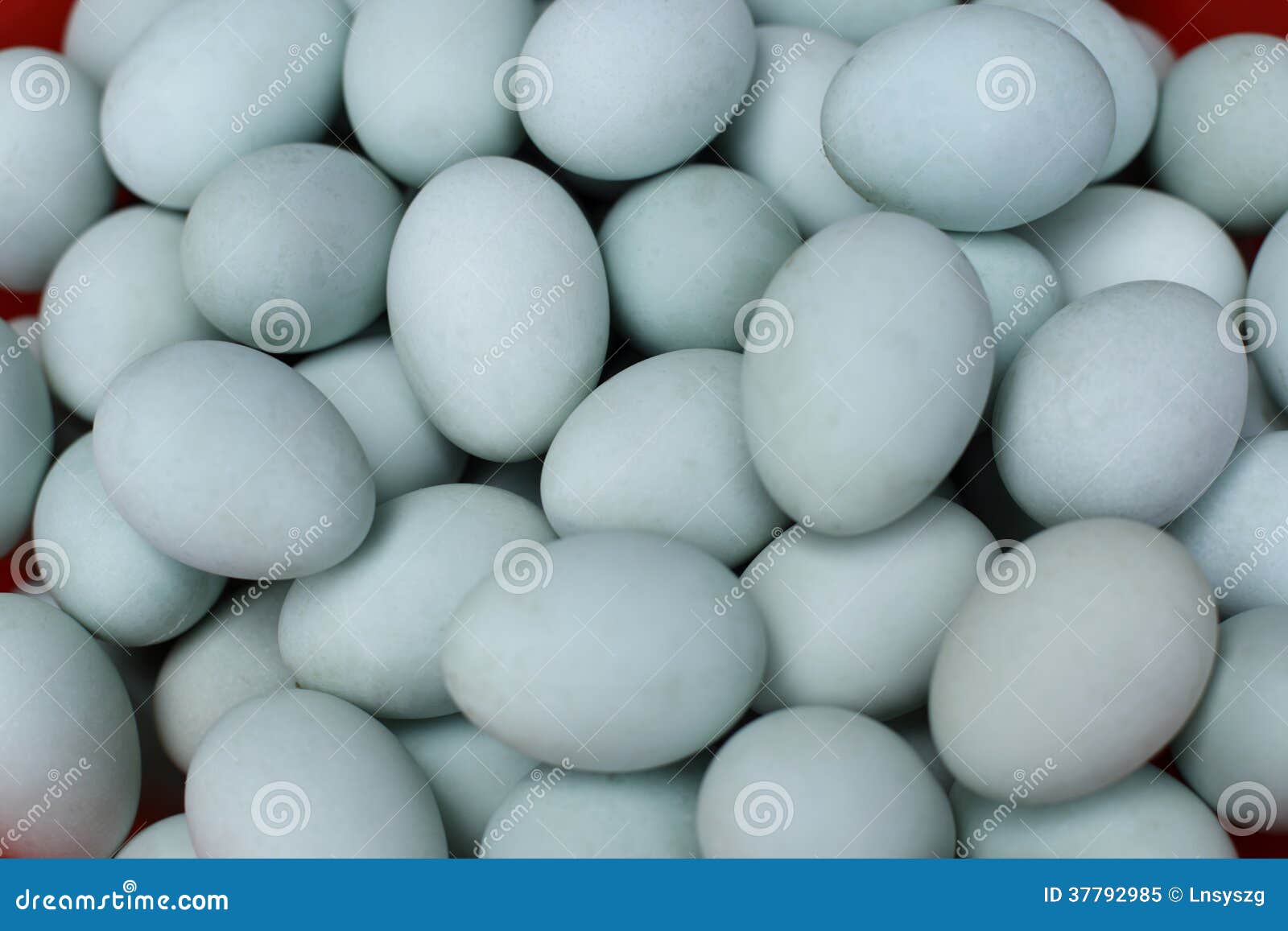 El huevo del pato imagen de archivo. Imagen de yalu, color - 37792985