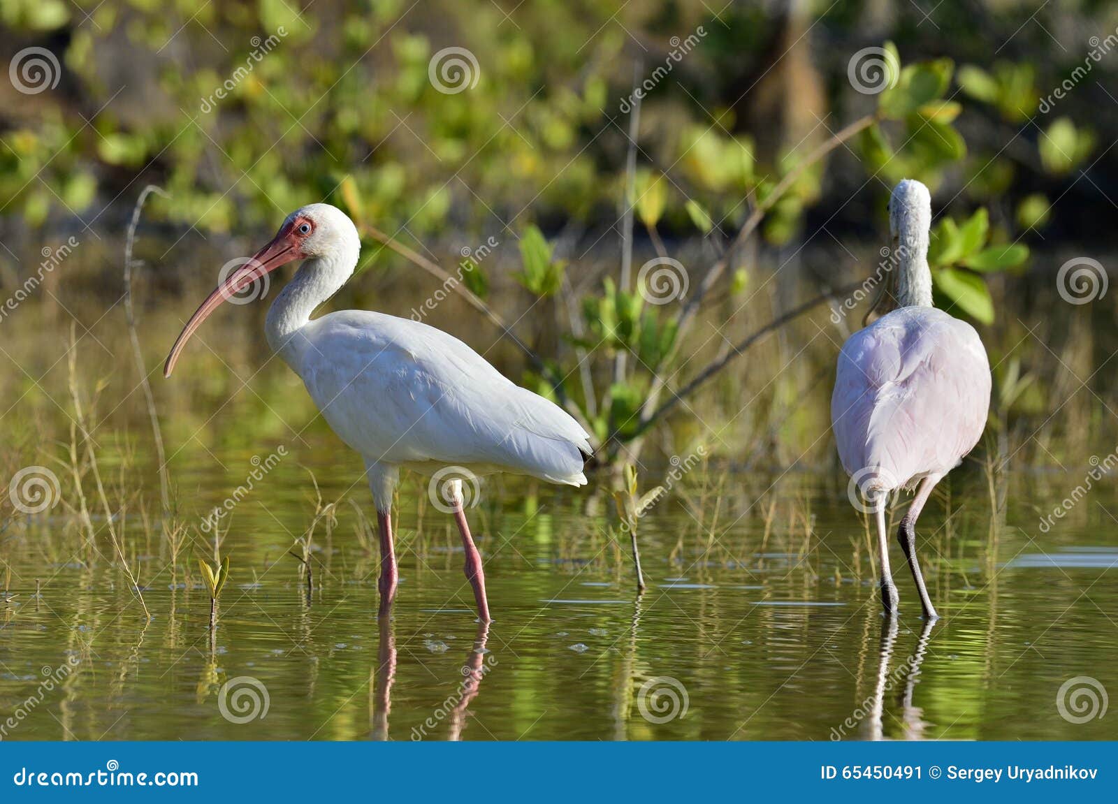 El Ibis Blanco Americano (albus De Eudocimus) Imagen de archivo ...
