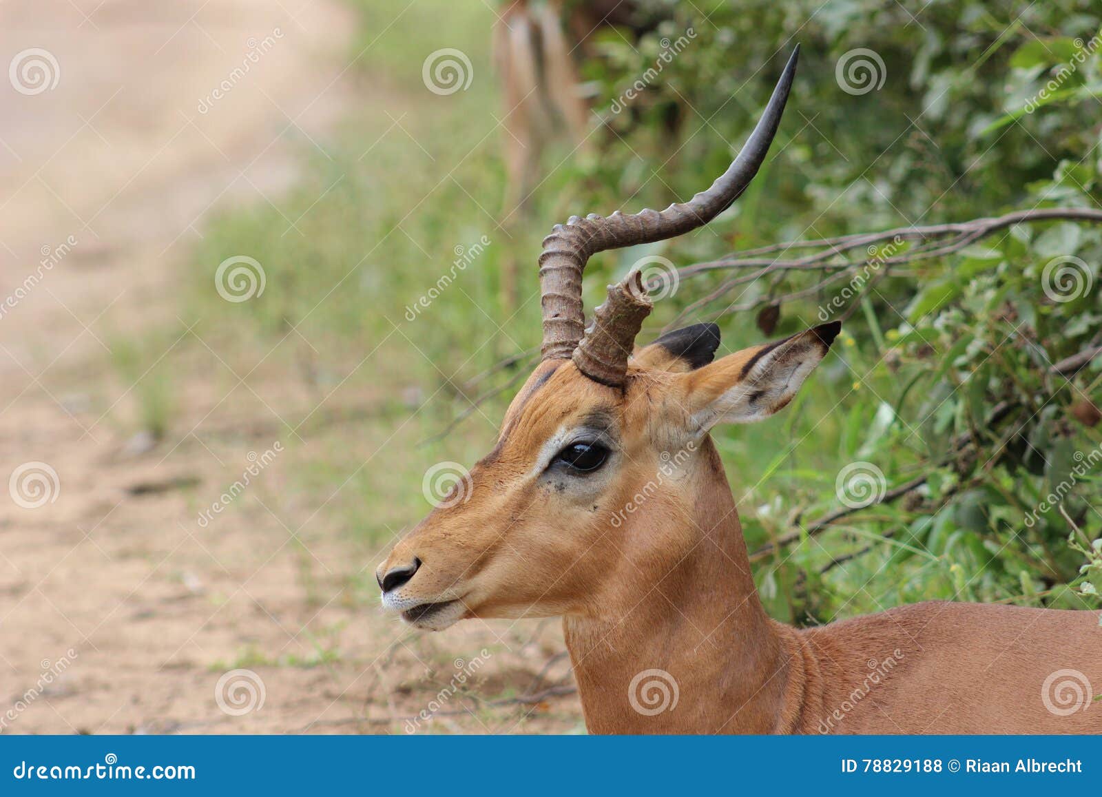 El Impala Con Braken El Cuerno Foto de archivo - Imagen de safari ...