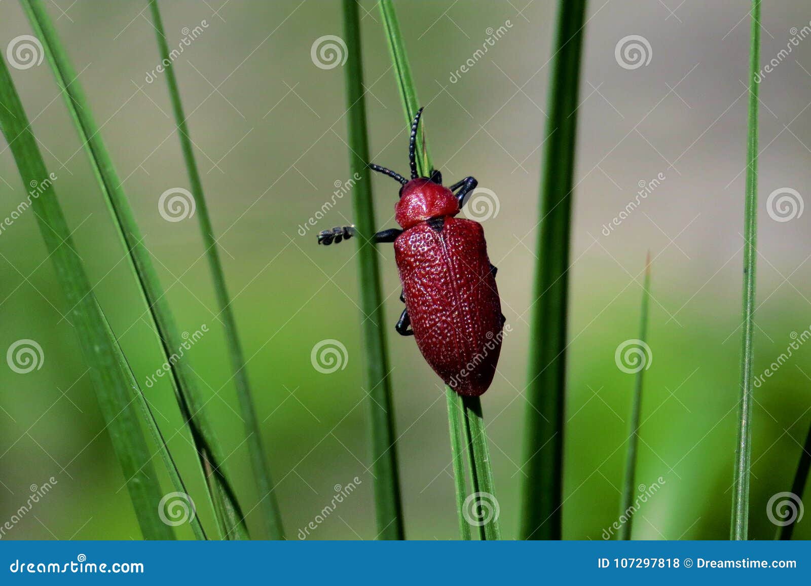 El insecto rojo foto de archivo. Imagen de planta, salvaje - 107297818
