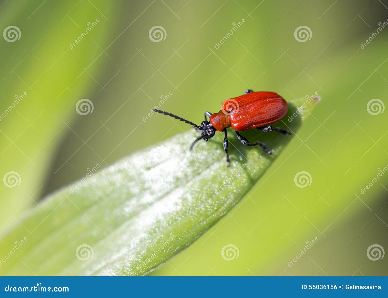 El insecto rojo foto de archivo. Imagen de alas, bicho - 55036156