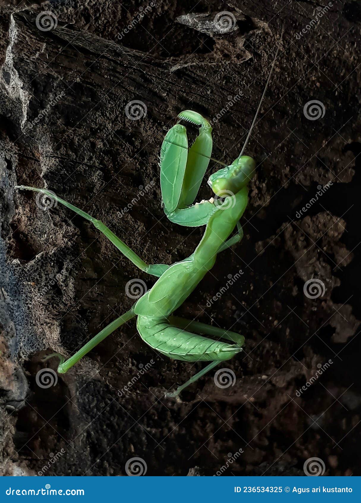 El Insecto Verde En El Bosque Imagen de archivo - Imagen de ...