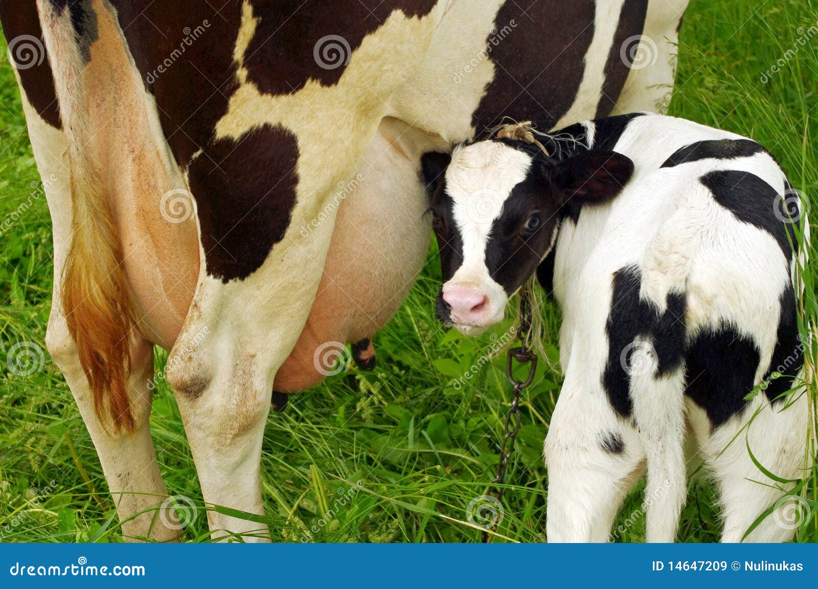 El Introducir De La Vaca Del Becerro Imagen de archivo - Imagen de ojos ...