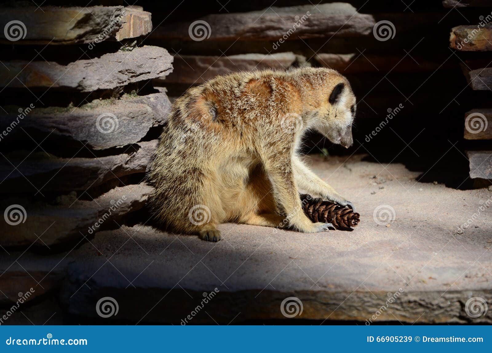 El Jugar Con Un Cono Del Pino Imagen de archivo - Imagen de cono ...