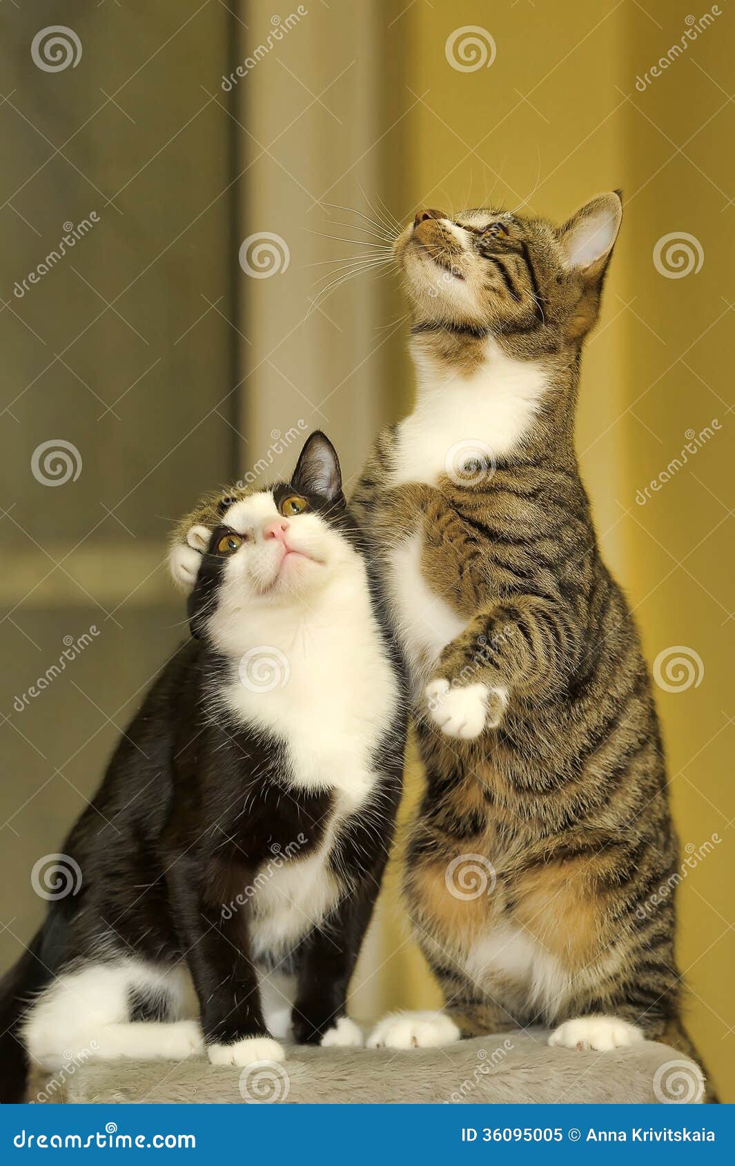 El jugar de dos gatos imagen de archivo. Imagen de doméstico - 36095005