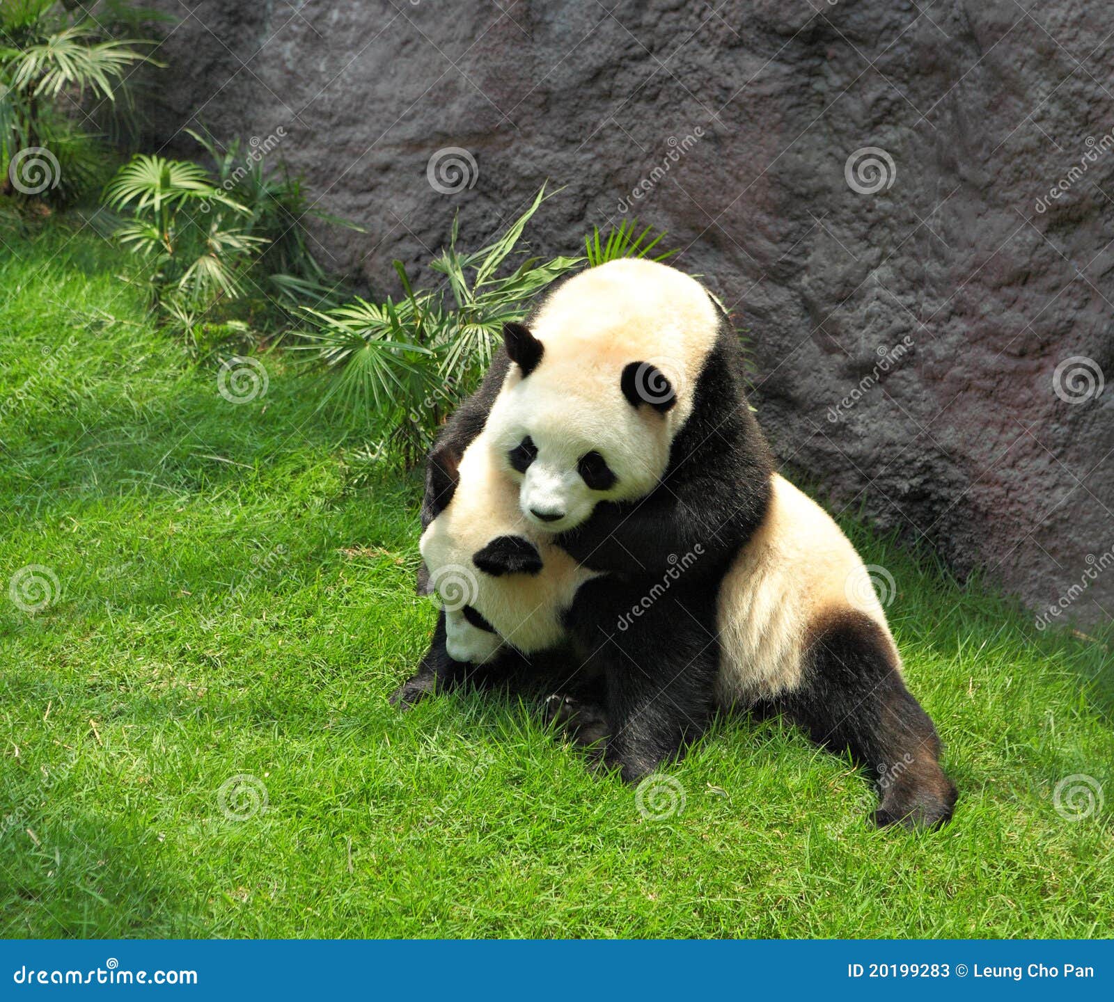 El jugar de dos pandas imagen de archivo. Imagen de color - 20199283