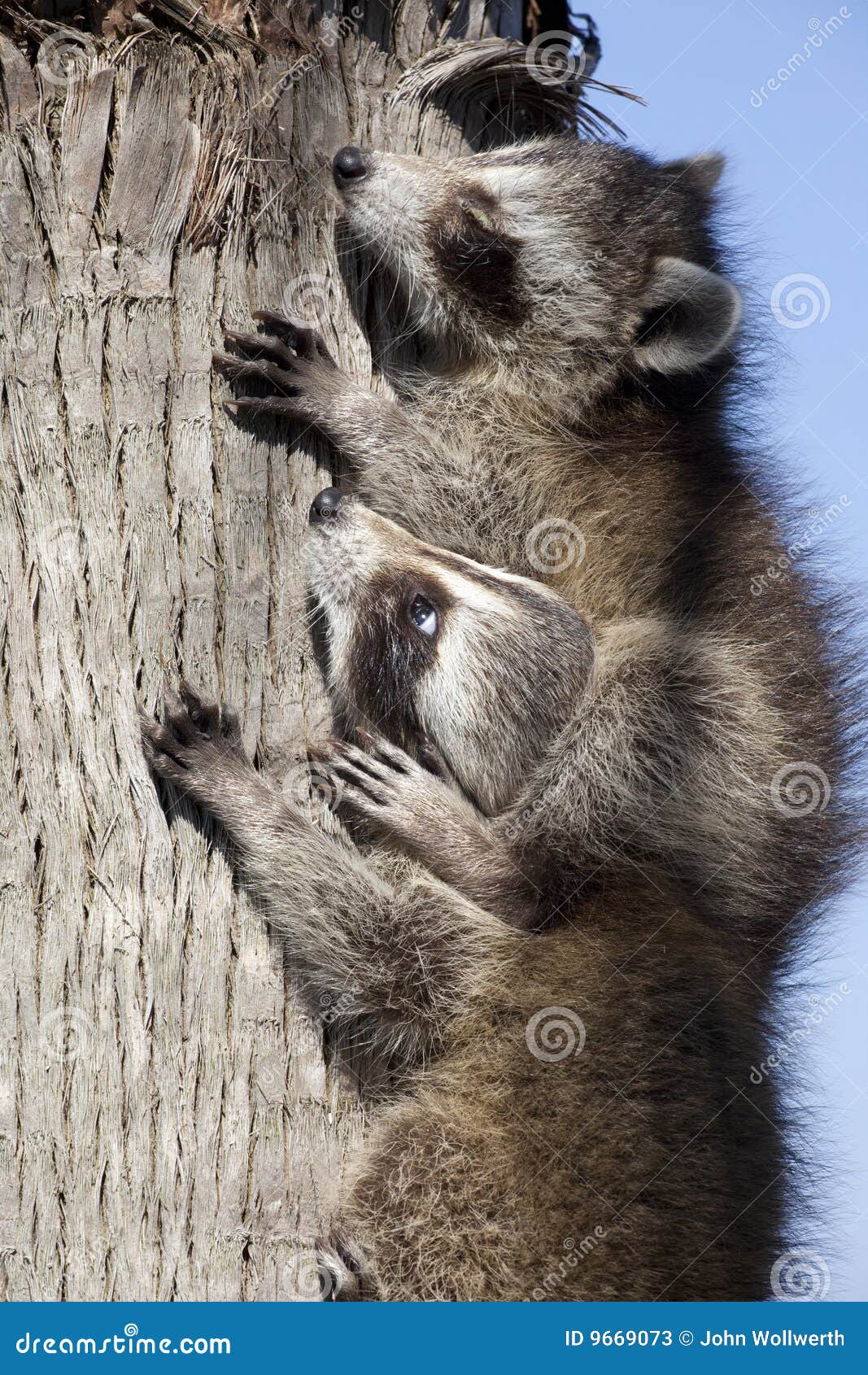 El jugar de los mapaches imagen de archivo. Imagen de hermana - 9669073