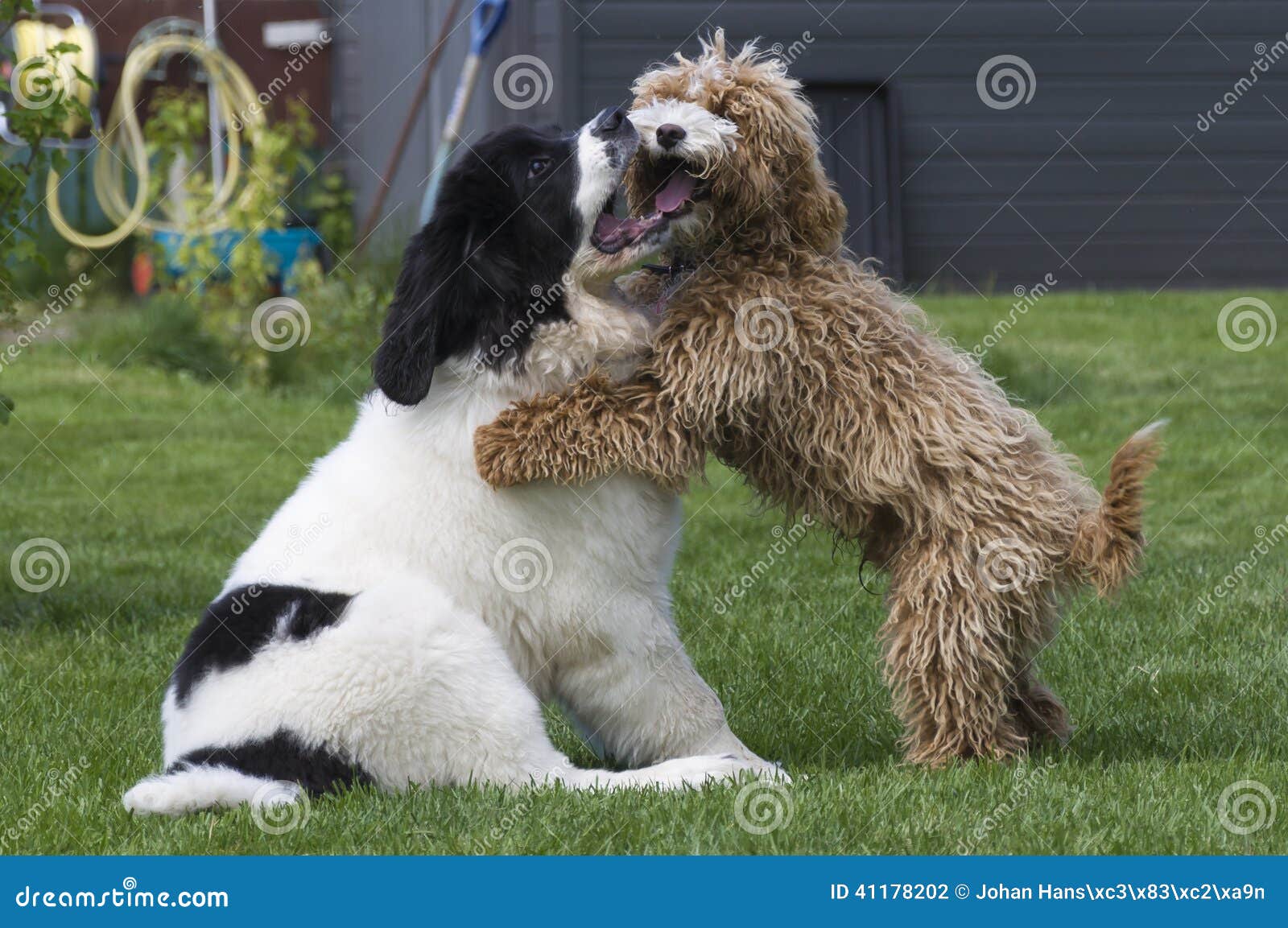 El Jugar De Los Perritos De Landseer ECT Y De Cockapoo Foto de archivo ...