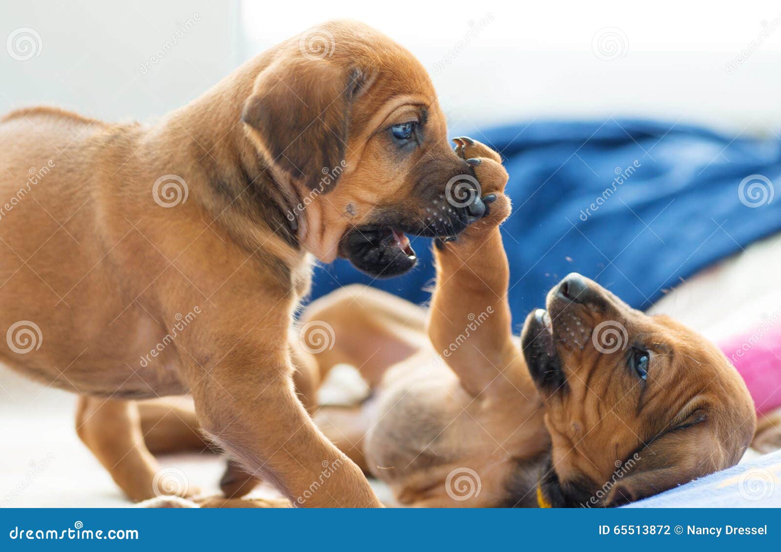 El Jugar De Los Perritos Del Ridgeback De Rhodesian Foto de archivo ...