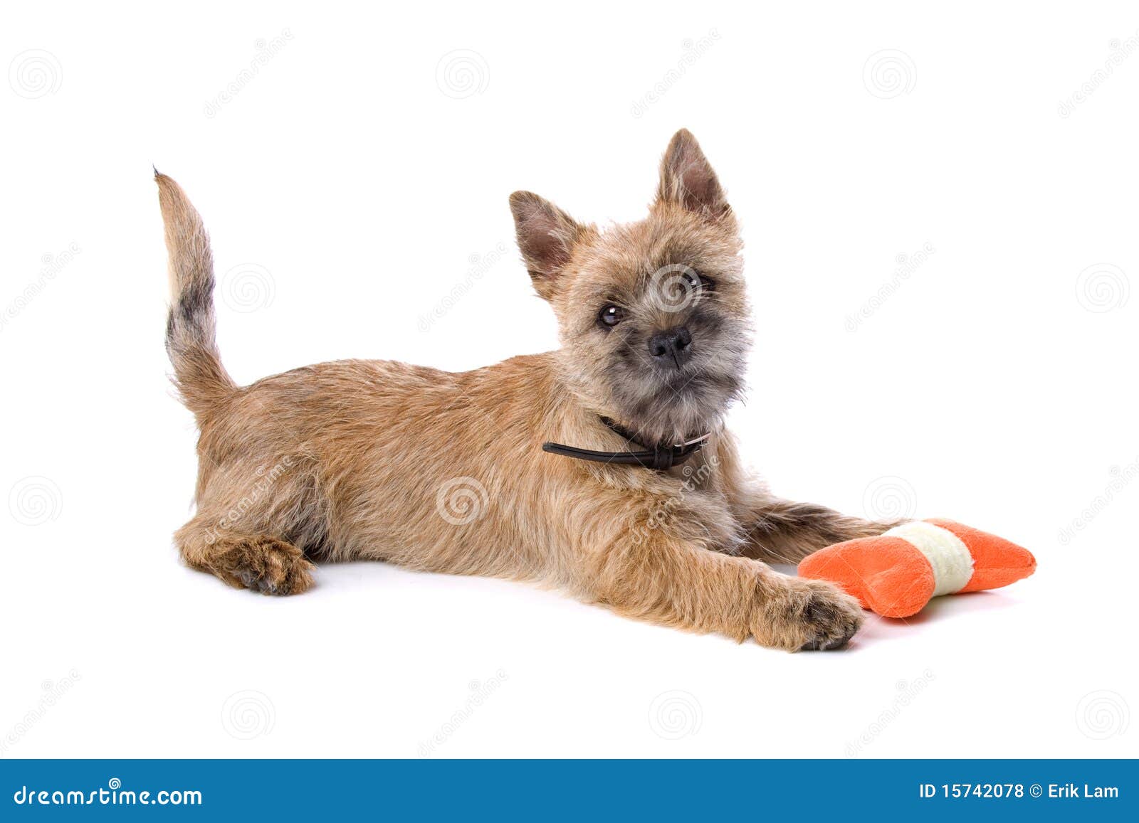El Jugar Del Perrito Del Terrier De Mojón Foto de archivo - Imagen de ...