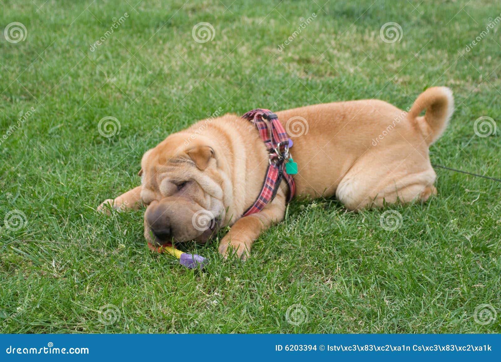El Jugar Del Perro De Sharpei Foto de archivo - Imagen de obediente ...