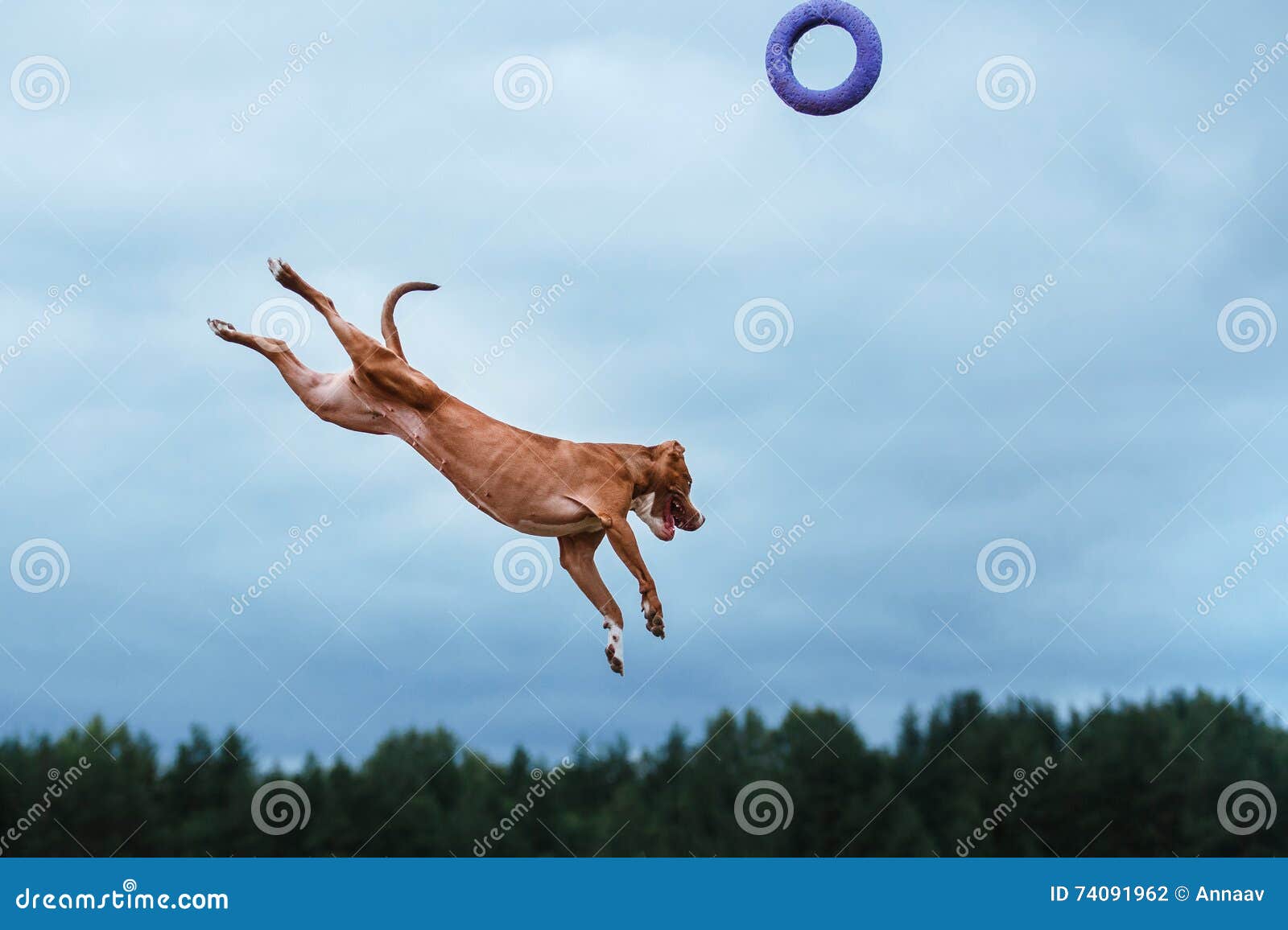 El Jugar Del Perro, Saltando, Terrier De Pitbull Foto de archivo ...