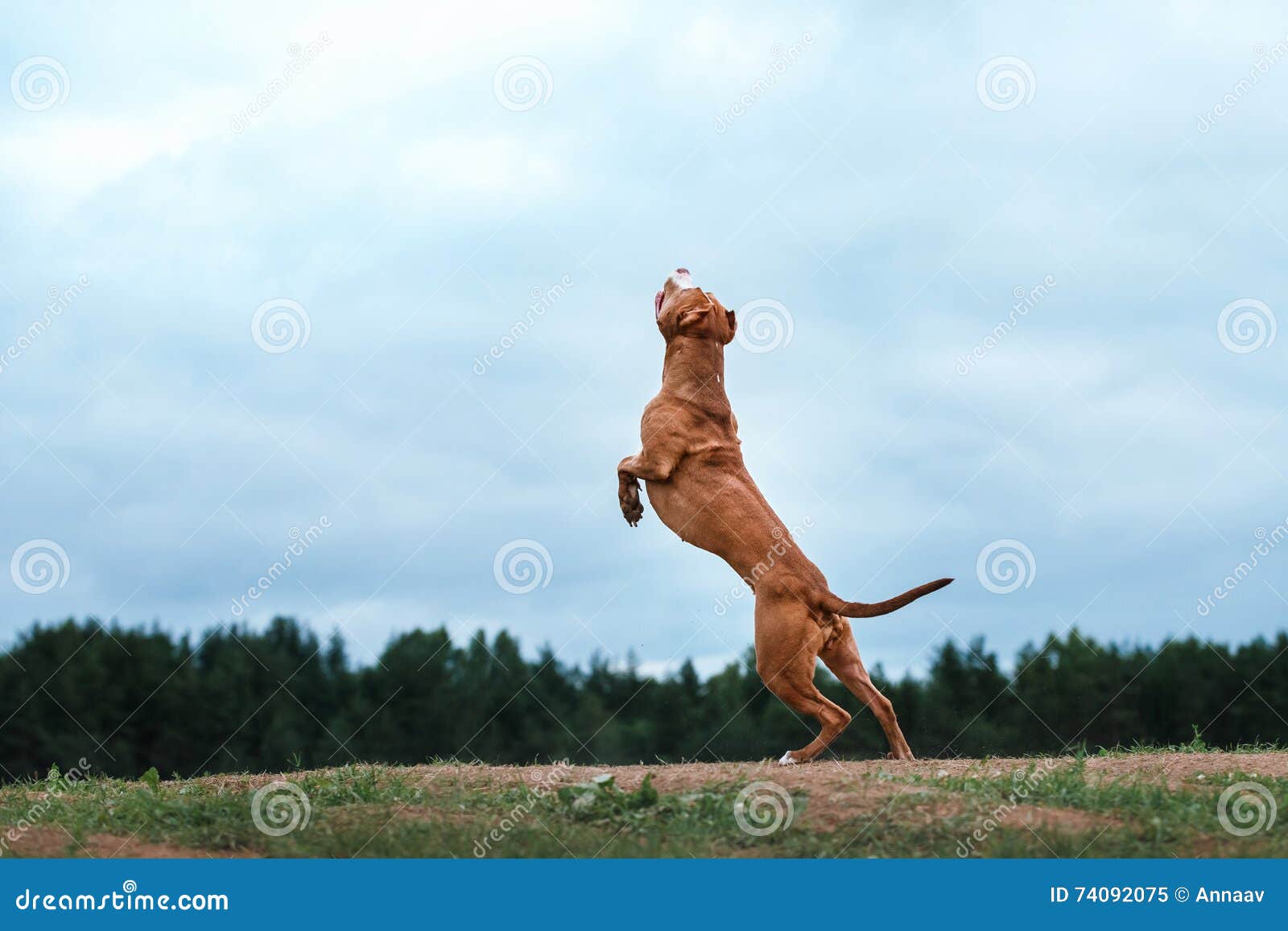 El Jugar Del Perro, Saltando, Terrier De Pitbull Imagen de archivo ...