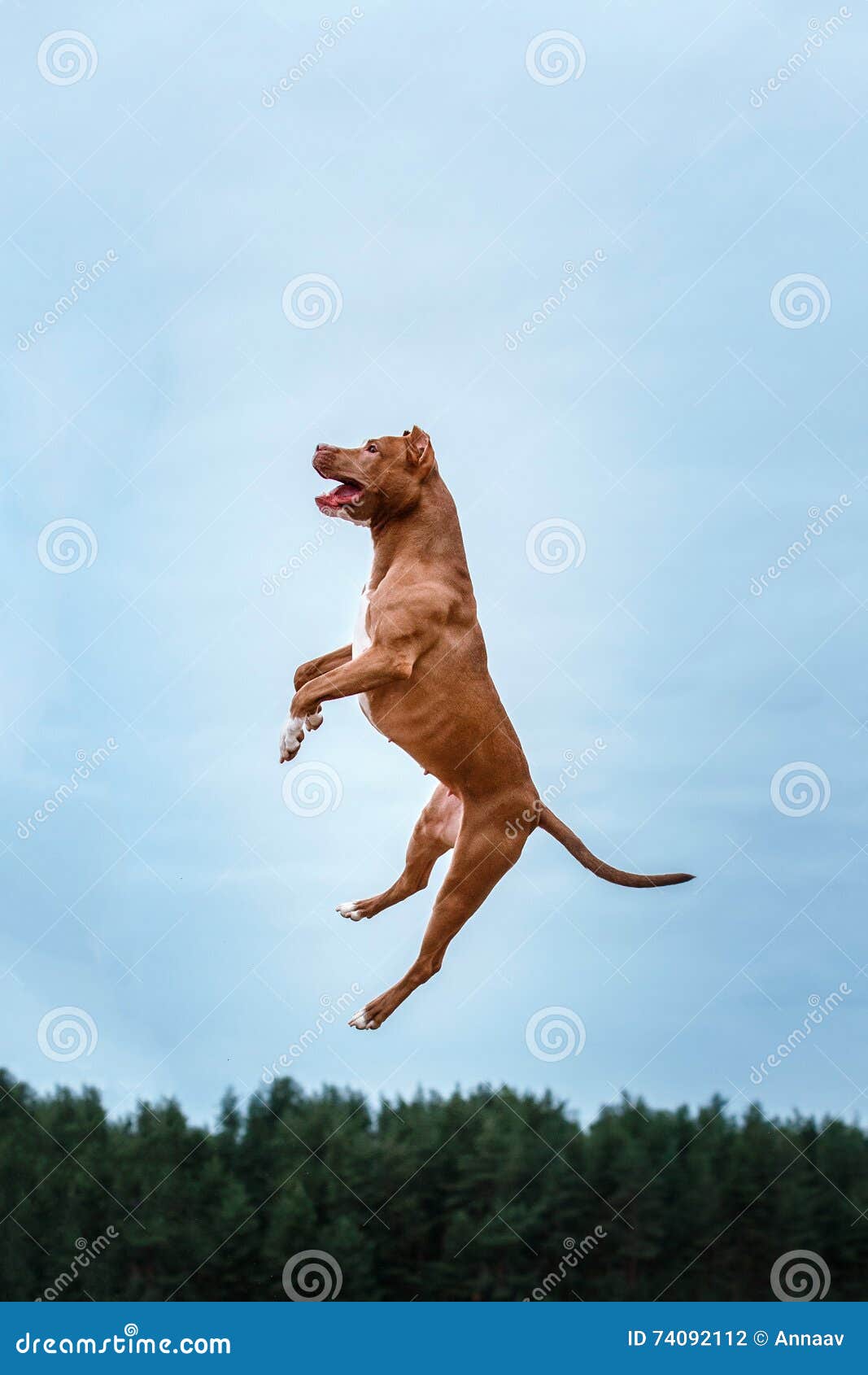 El Jugar Del Perro, Saltando, Terrier De Pitbull Foto de archivo ...