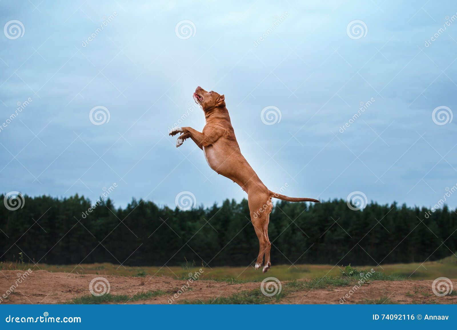 El Jugar Del Perro, Saltando, Terrier De Pitbull Foto de archivo ...