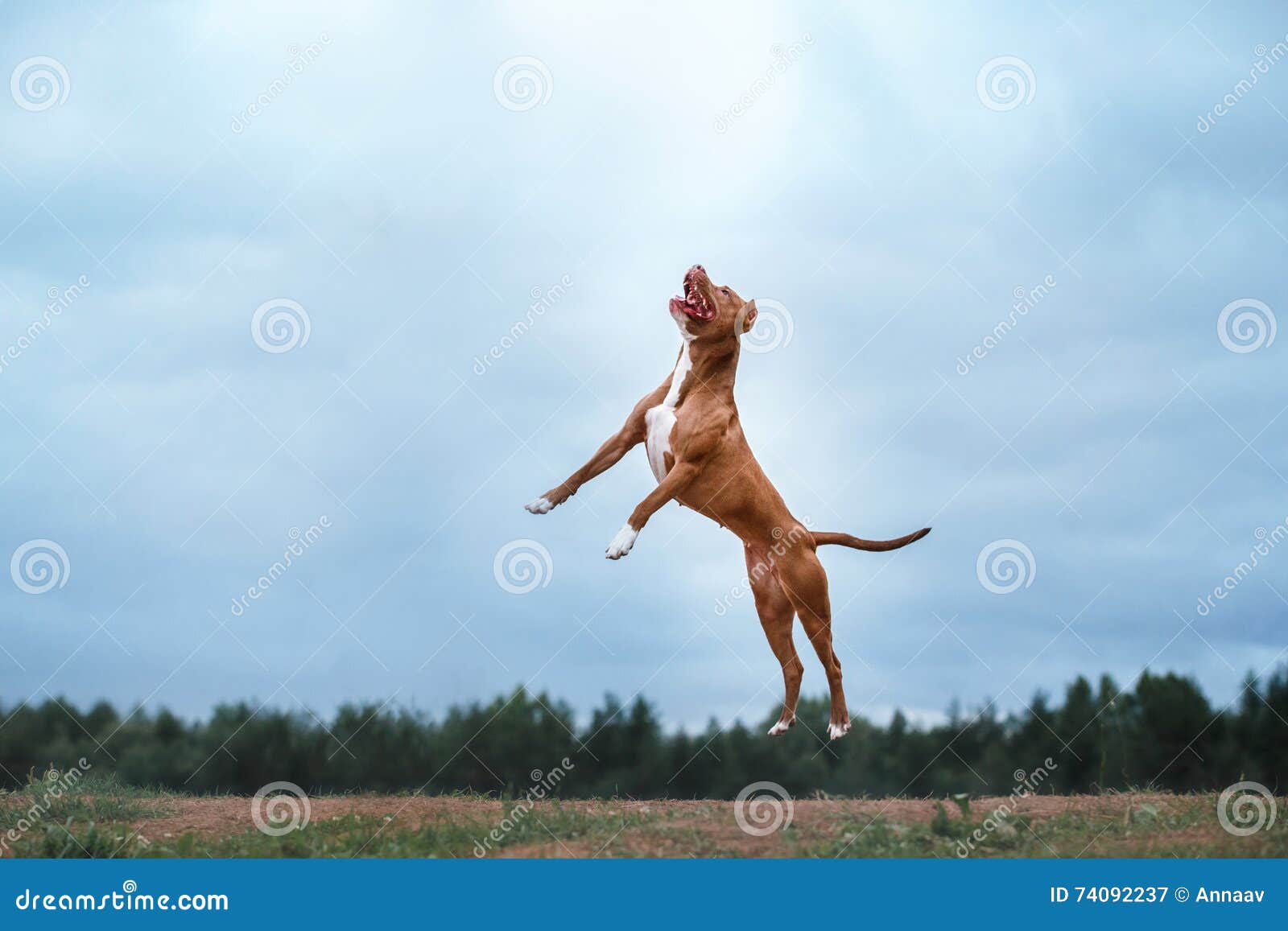 El Jugar Del Perro, Saltando, Terrier De Pitbull Imagen de archivo ...