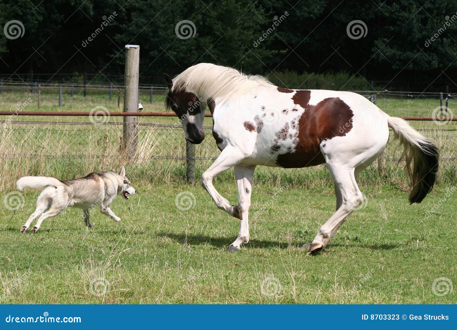 El Jugar Del Perro Y Del Caballo Imagen de archivo - Imagen de juego ...