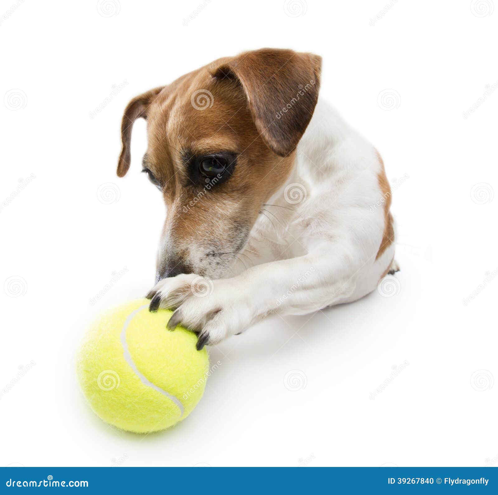 El jugar fresco del perro foto de archivo. Imagen de ejercicio - 39267840