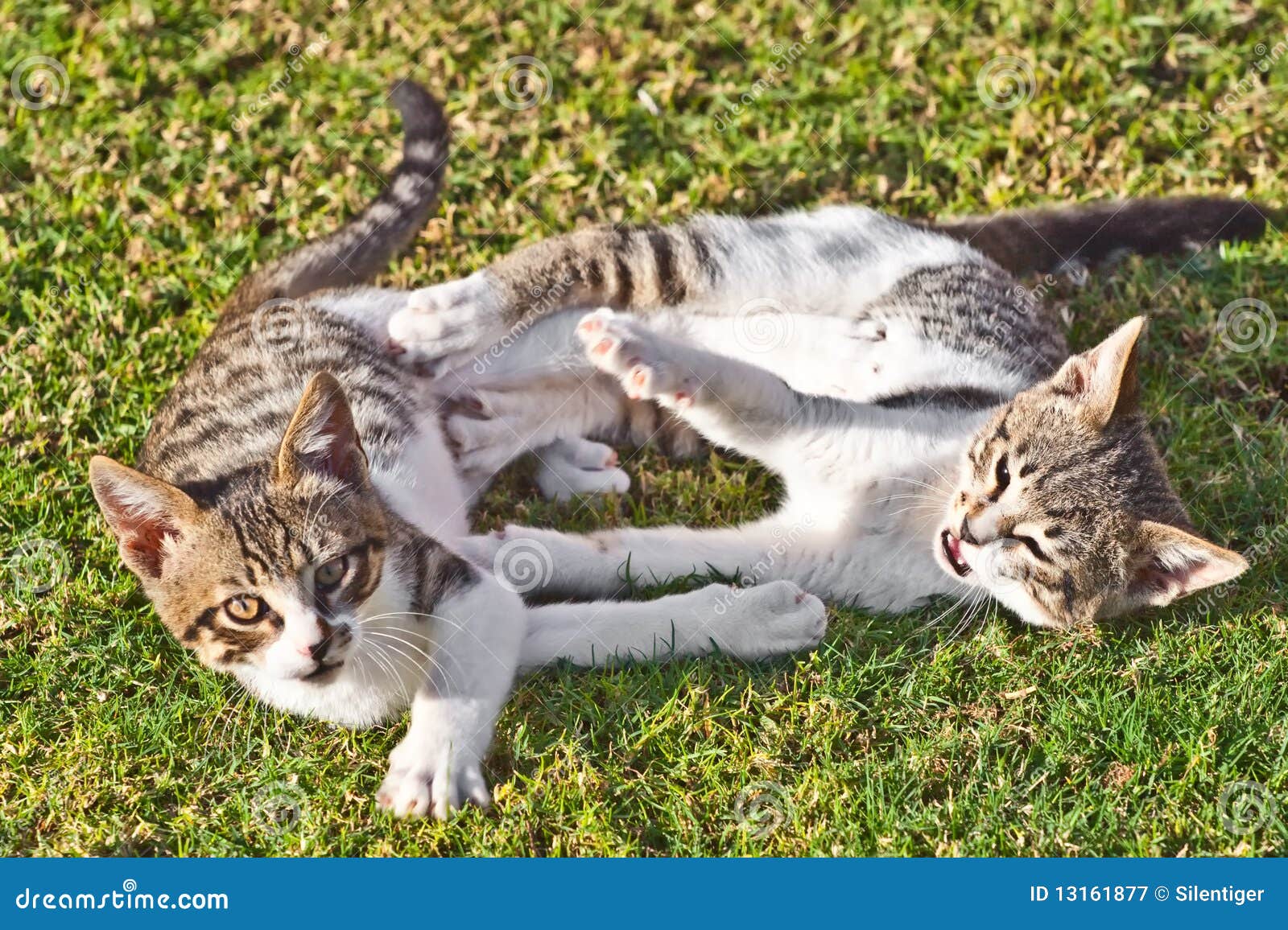El Jugar Rayado De Dos Gatos Imagen de archivo - Imagen de fondo, ocio ...