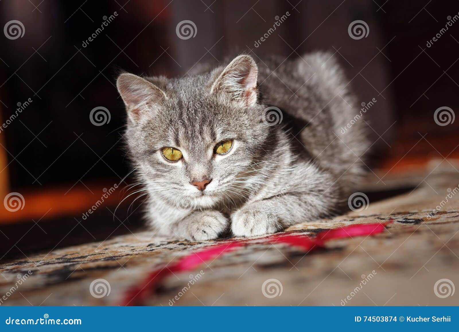 El Jugar Rayado Gris Del Gato Foto de archivo - Imagen de curioso ...