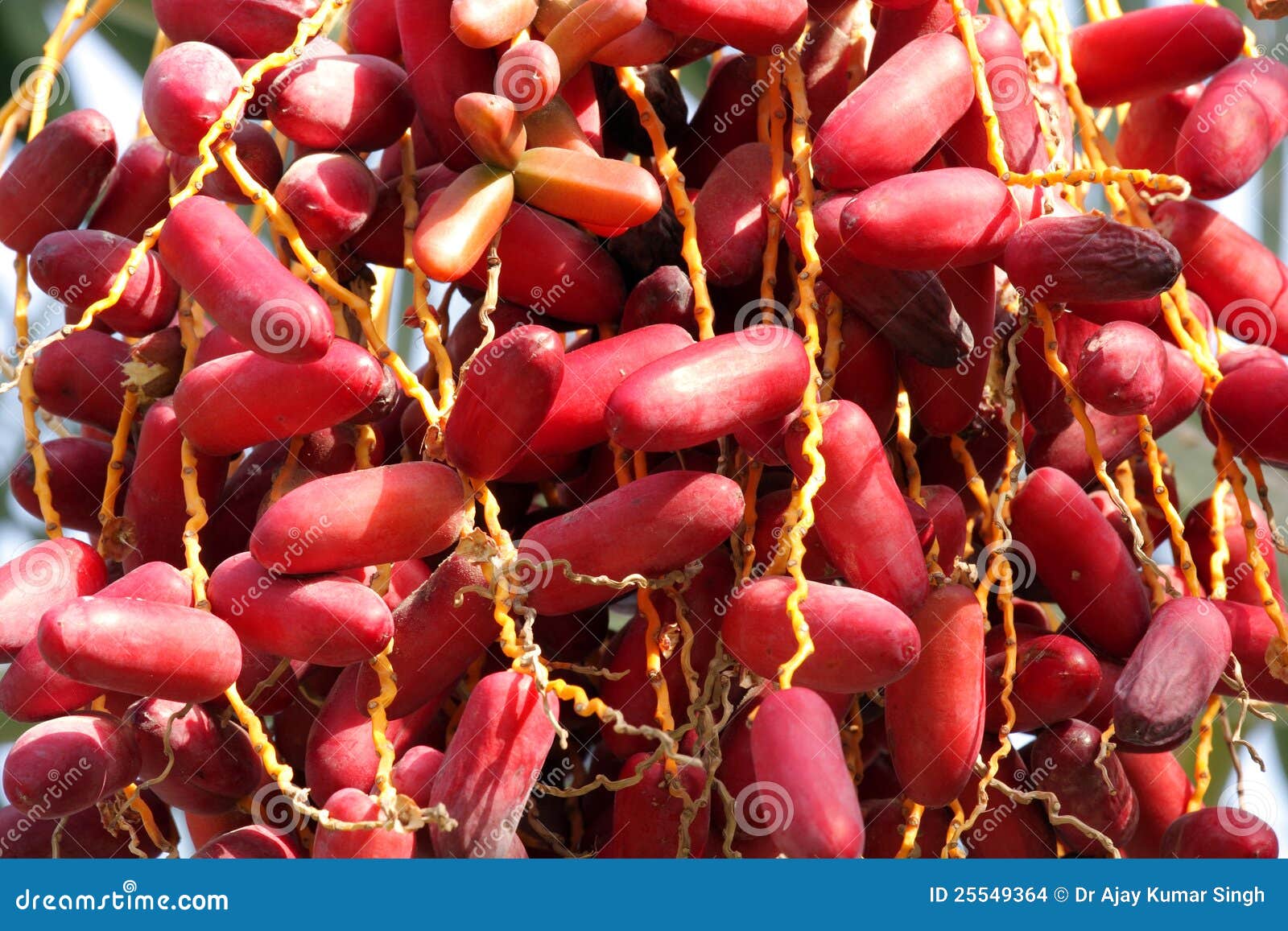 El Kimri Rojo Fecha Racimos Foto de archivo - Imagen de hoja, flora ...