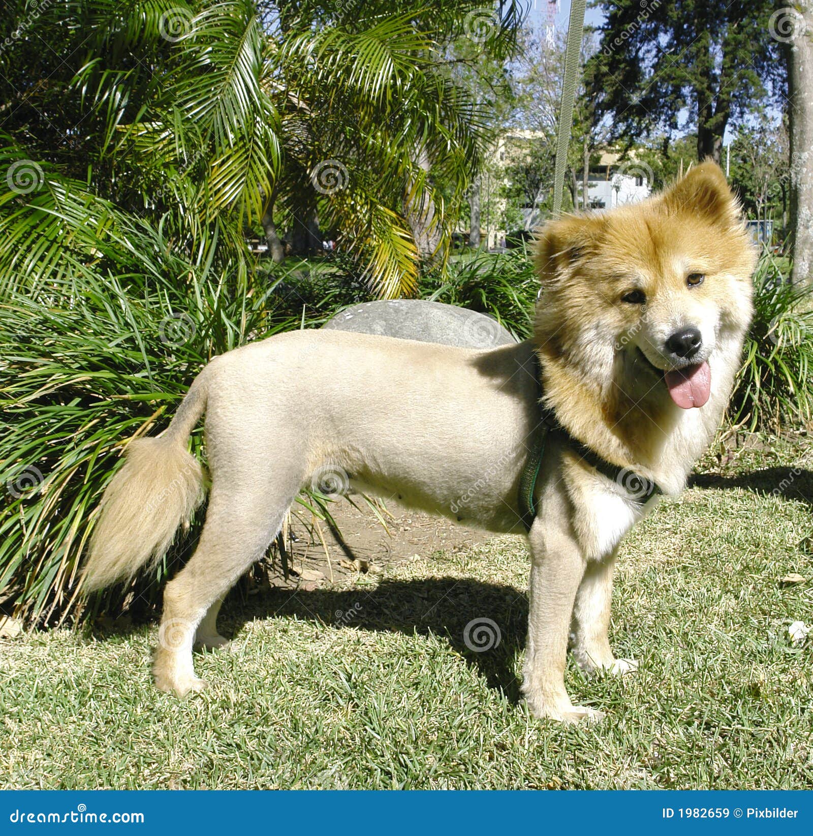 El León Tiene Gusto Del Perro Imagen de archivo - Imagen de tendiente ...