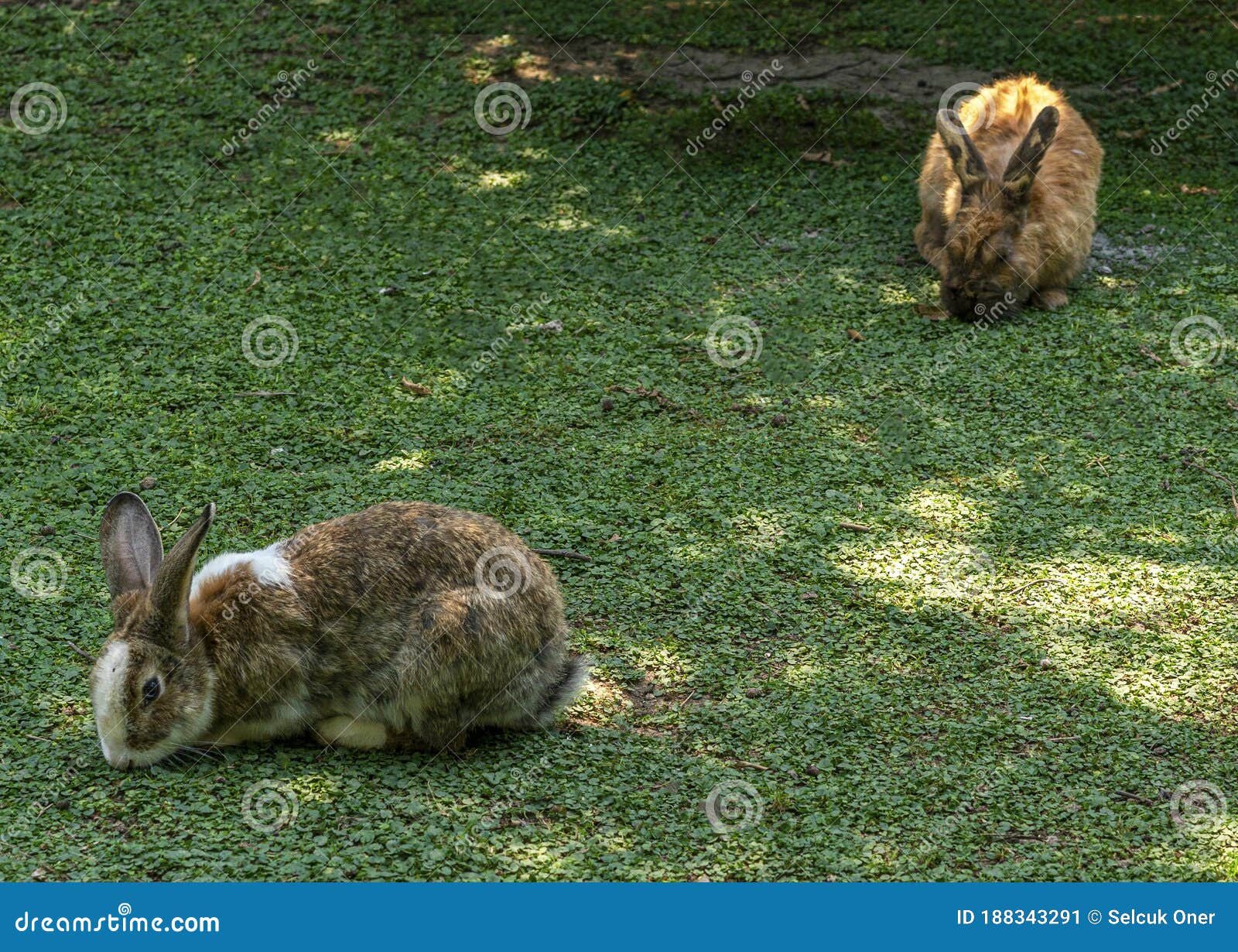 El Lindo Conejo Con Orejas Largas Comiendo Pasto Imagen de archivo ...