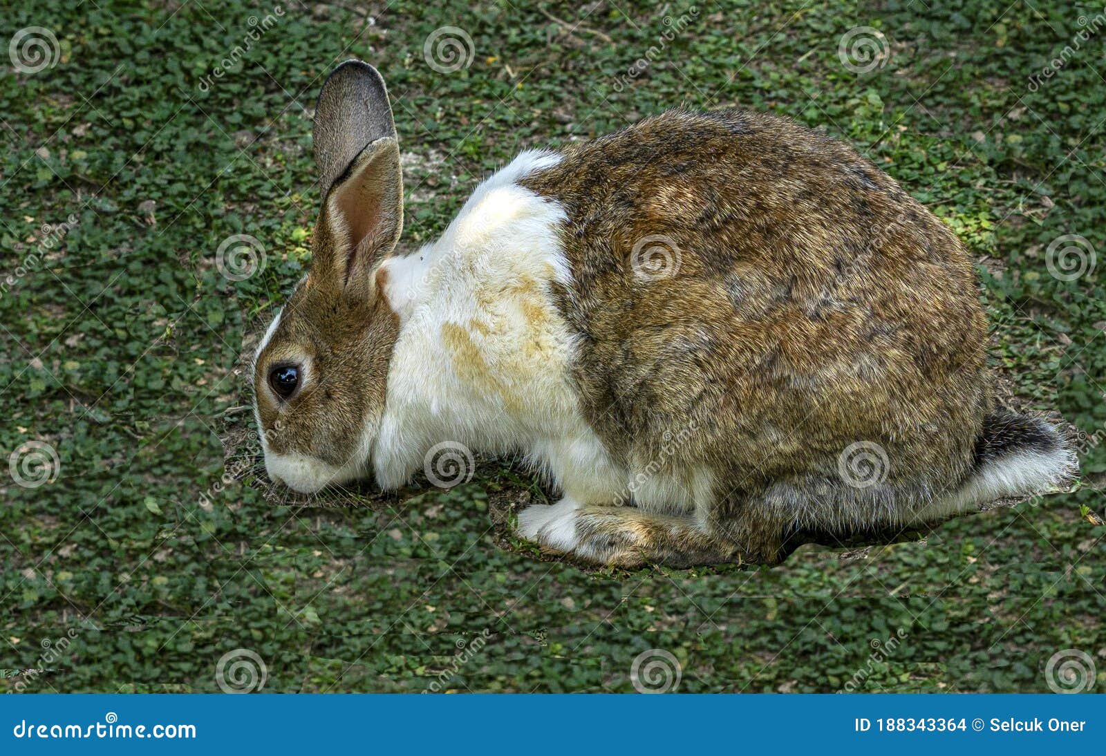 El Lindo Conejo Con Orejas Largas Comiendo Pasto Foto de archivo ...