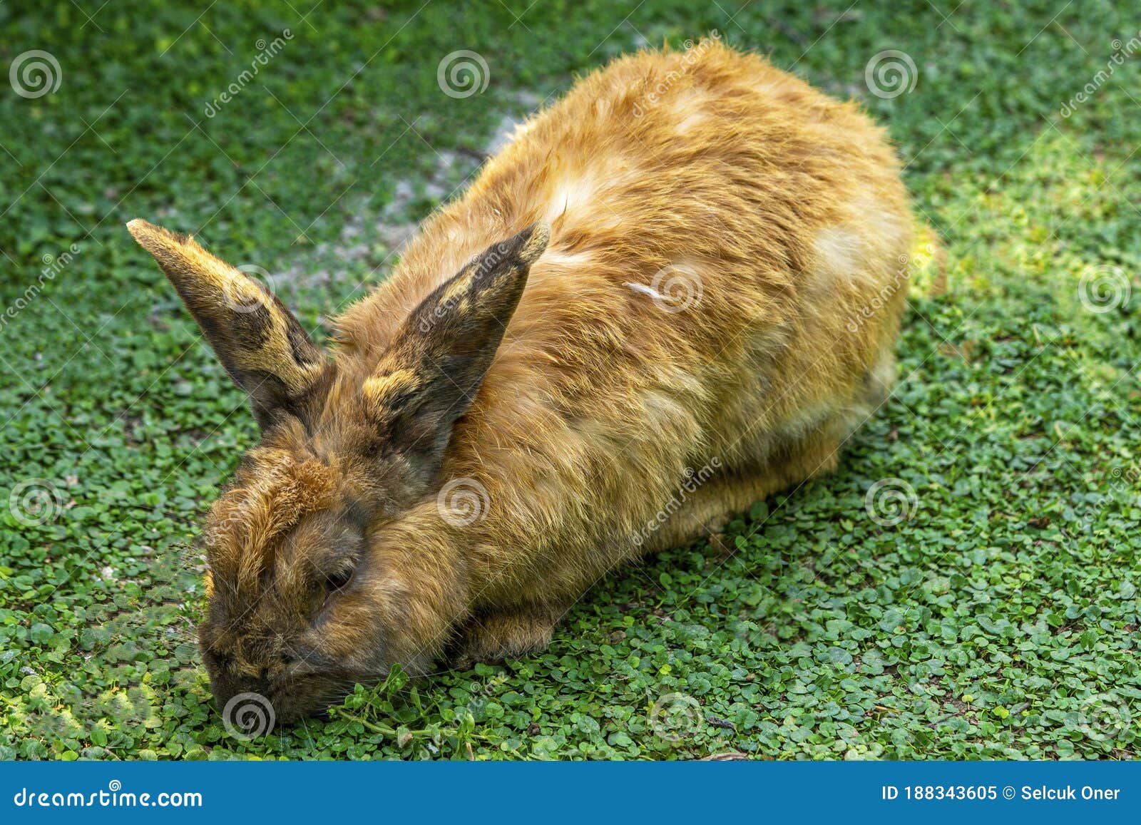 El Lindo Conejo Con Orejas Largas Comiendo Pasto Imagen de archivo ...