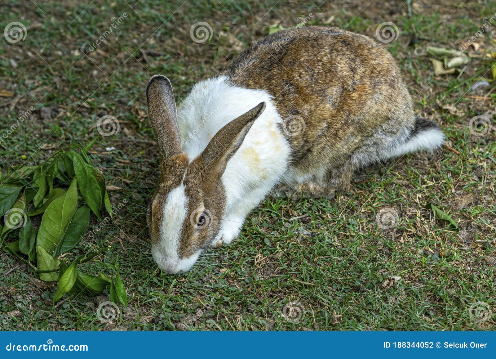 El Lindo Conejo Con Orejas Largas Comiendo Pasto Foto de archivo ...