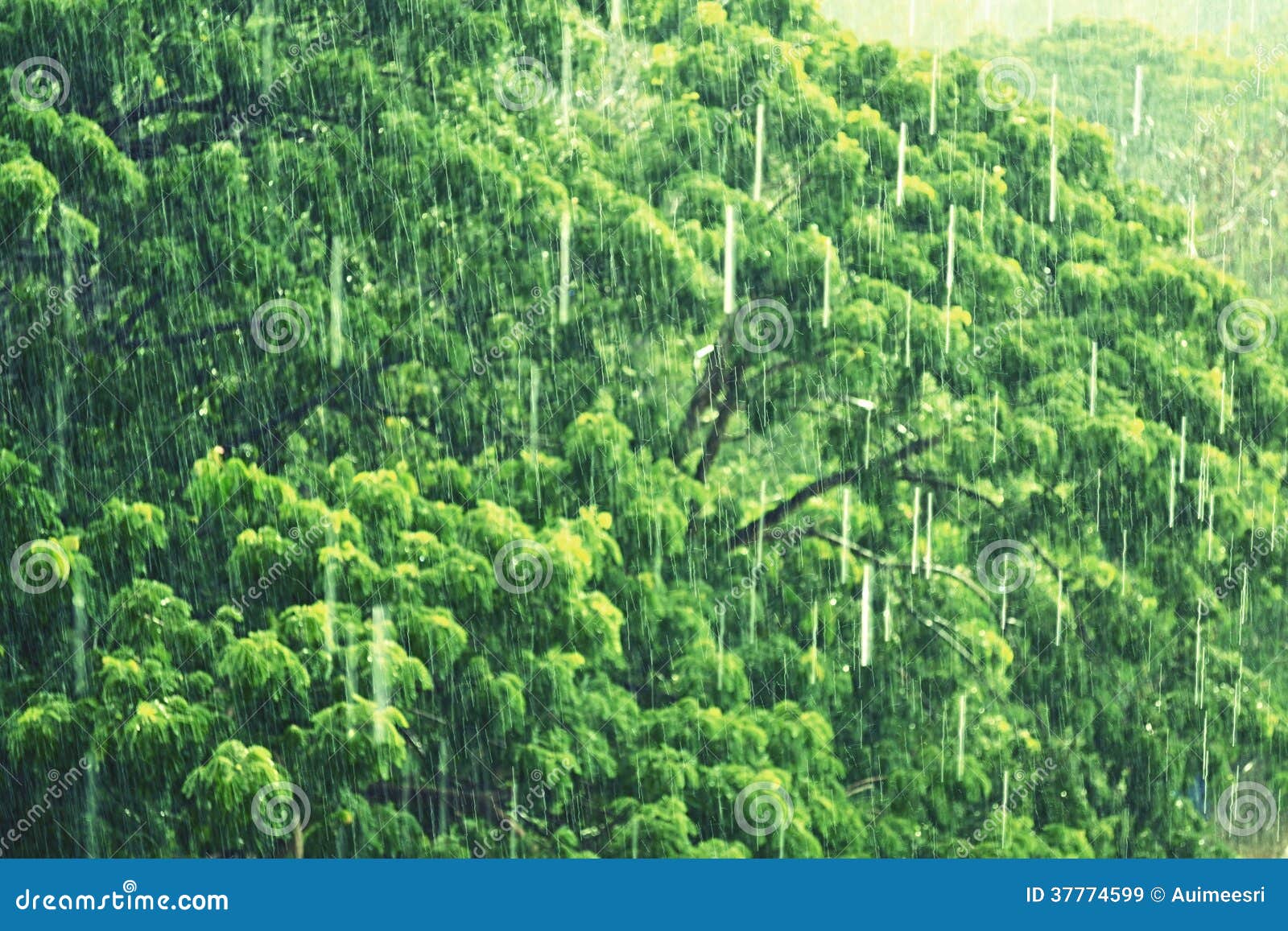 El llover imagen de archivo. Imagen de belleza, follaje - 37774599