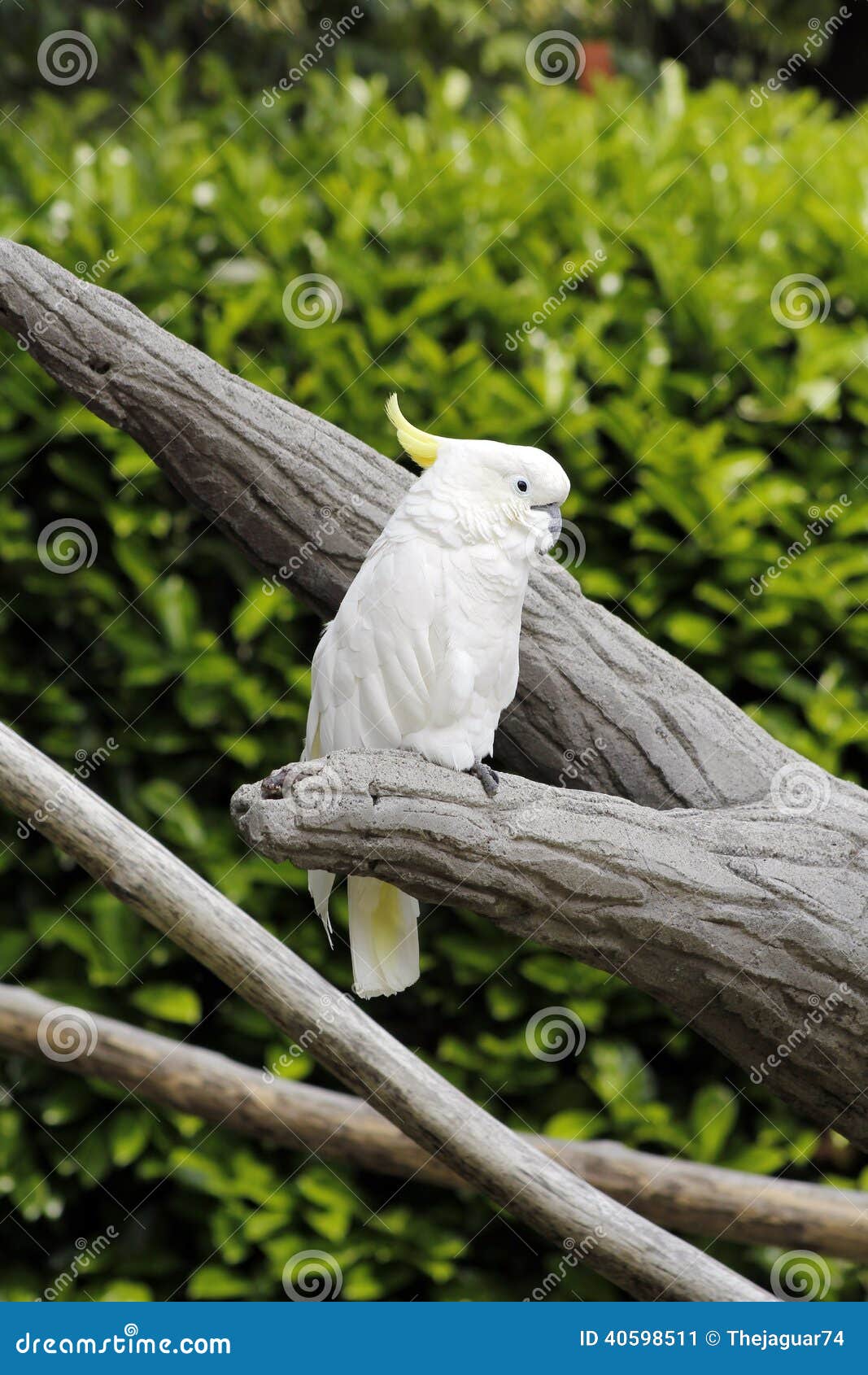 El loro blanco grande imagen de archivo. Imagen de ciudad - 40598511