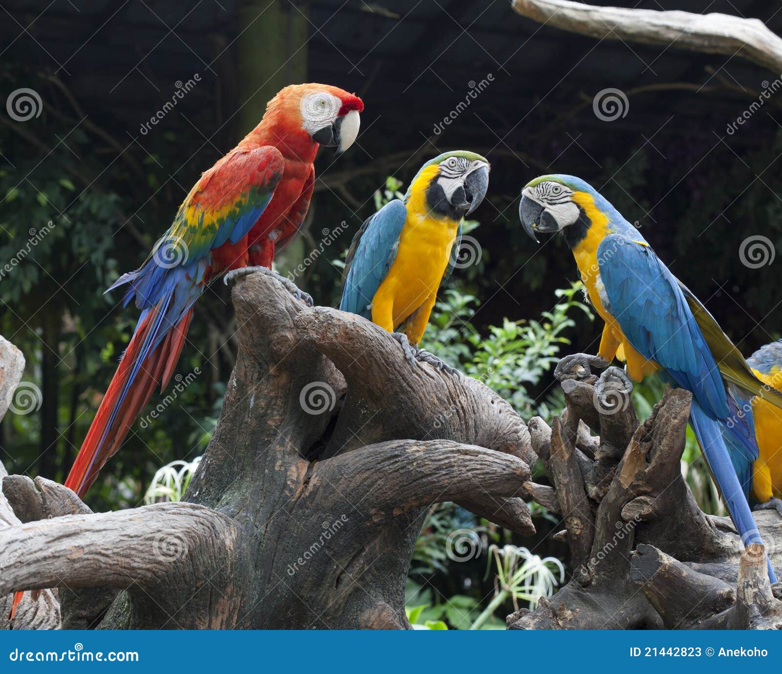 El loro coloreado multi imagen de archivo. Imagen de macaw - 21442823