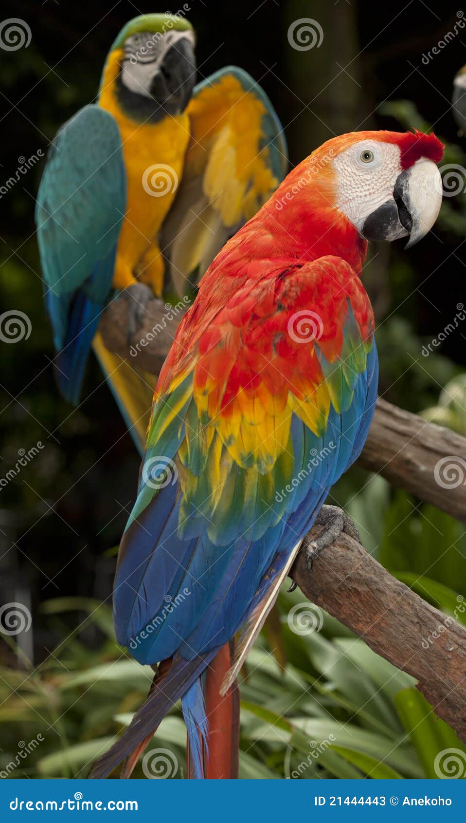 El loro coloreado multi imagen de archivo. Imagen de loro - 21444443