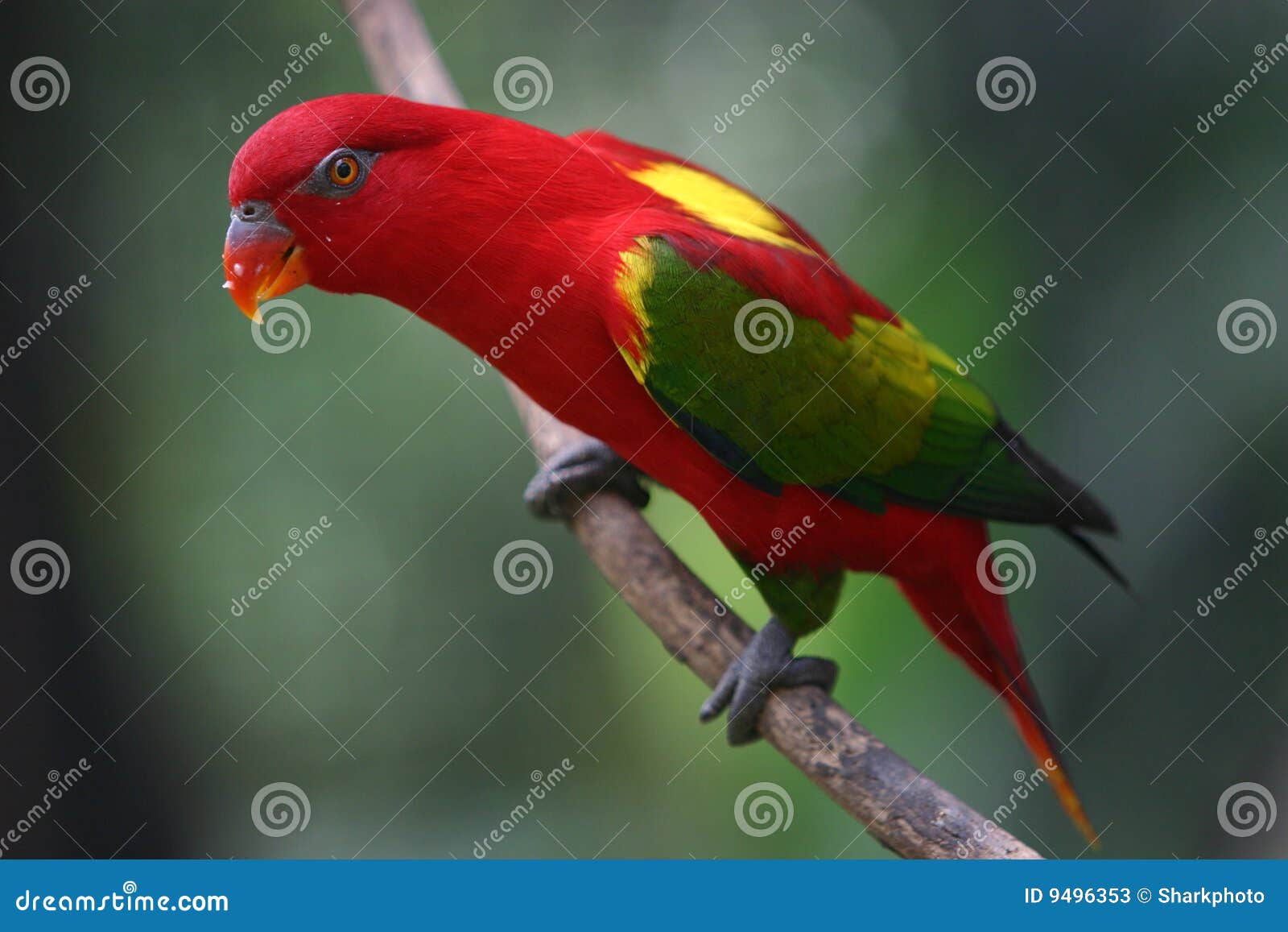 El loro rojo imagen de archivo. Imagen de conservado, santuarios - 9496353