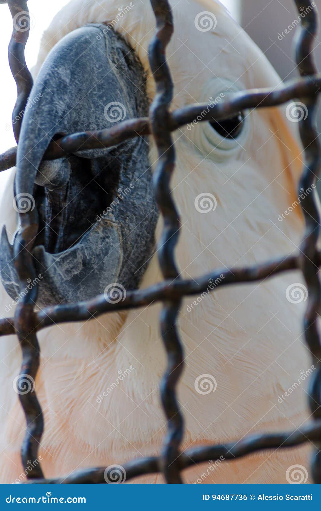 El Loro Triste En Jaula Busca Escape Foto de archivo - Imagen de ...