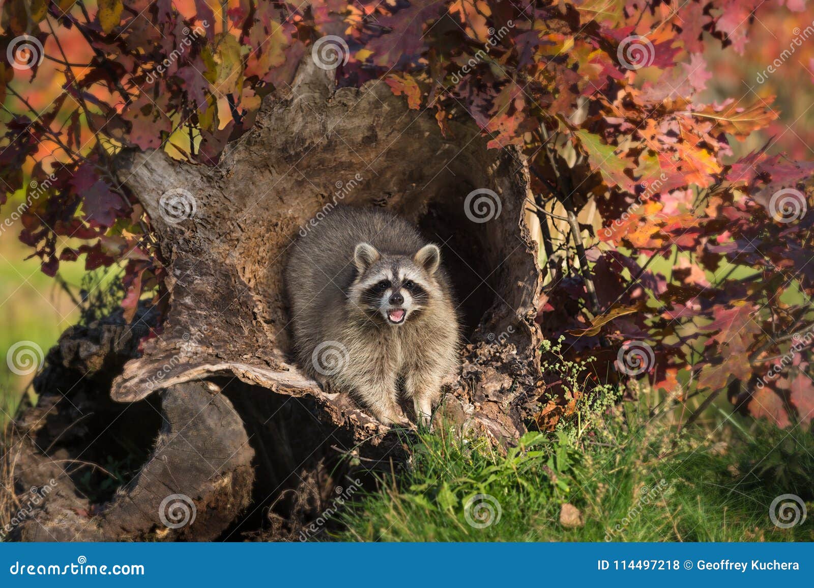 El Lotor Del Procyon Del Mapache Grita De Registro Foto de archivo ...
