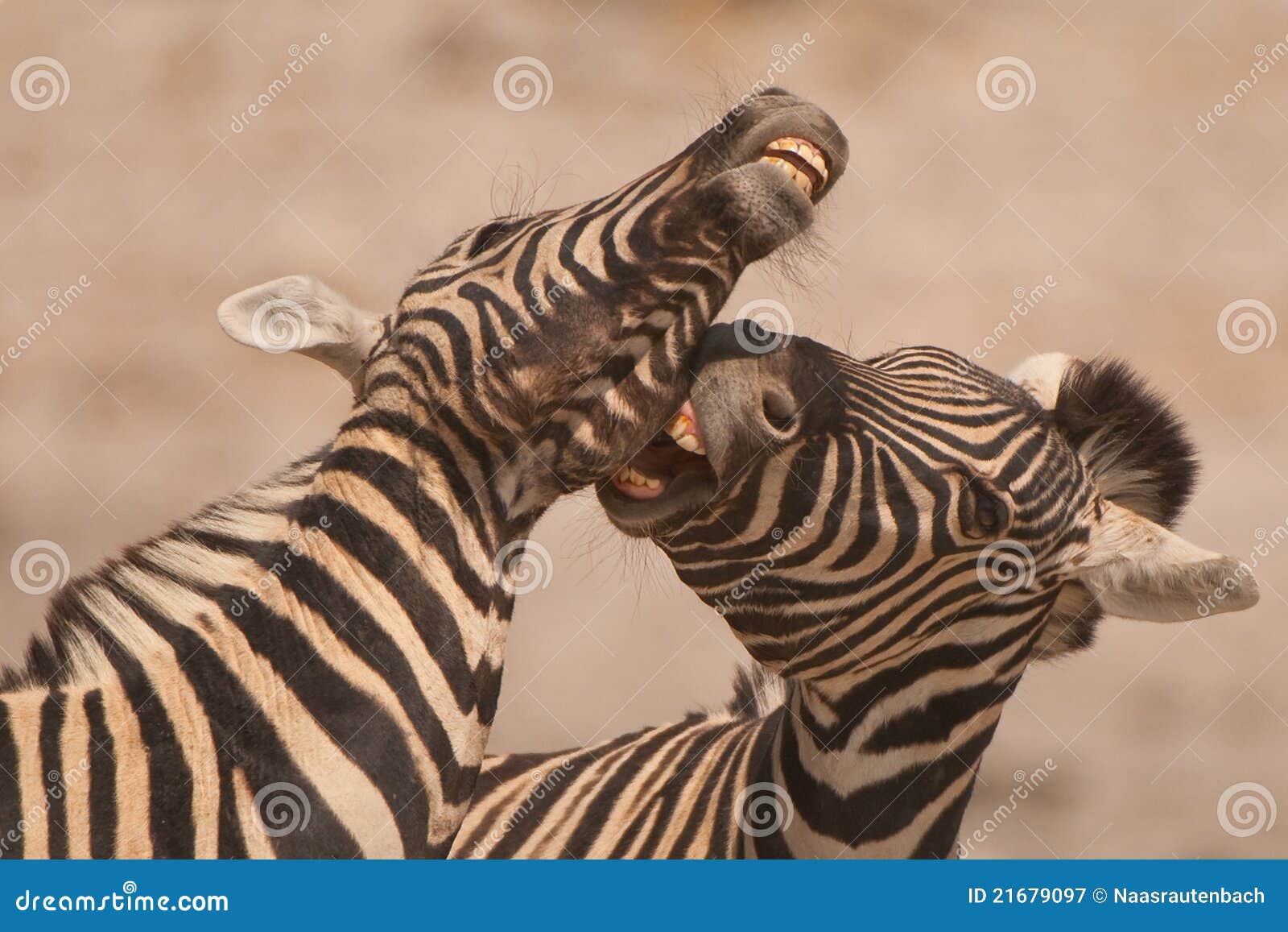 El Luchar De Los Sementales De La Cebra De Burchell Imagen de archivo ...