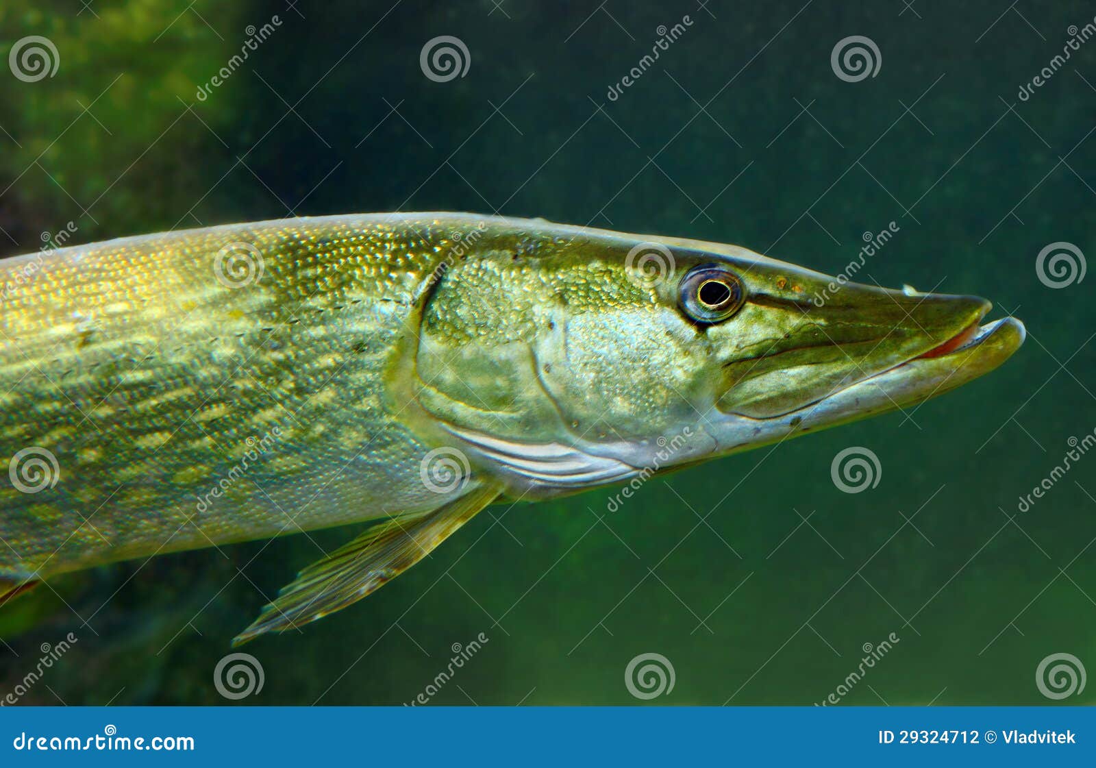 El Lucio Europeo (Esox Lucius). Foto de archivo - Imagen de enredo ...
