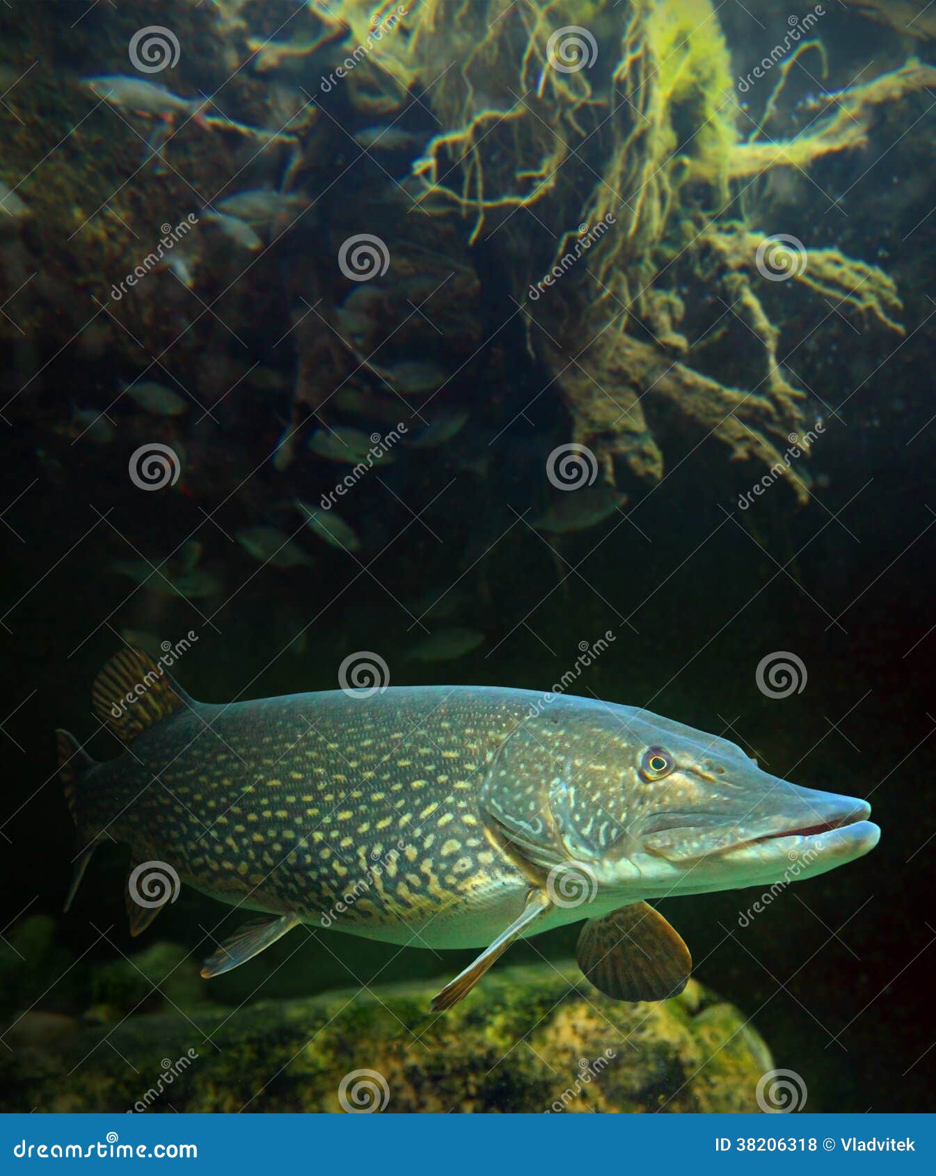 El Lucio Europeo (Esox Lucius). Foto de archivo - Imagen de fauna ...