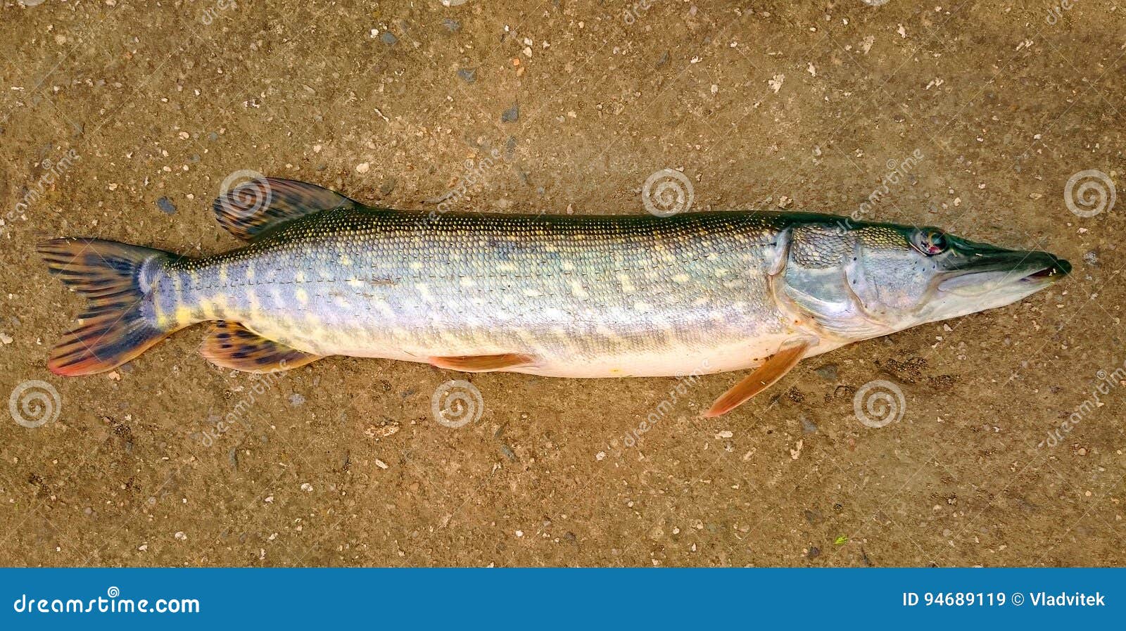 El Lucio Europeo Esox Lucius Imagen de archivo - Imagen de apropiado ...