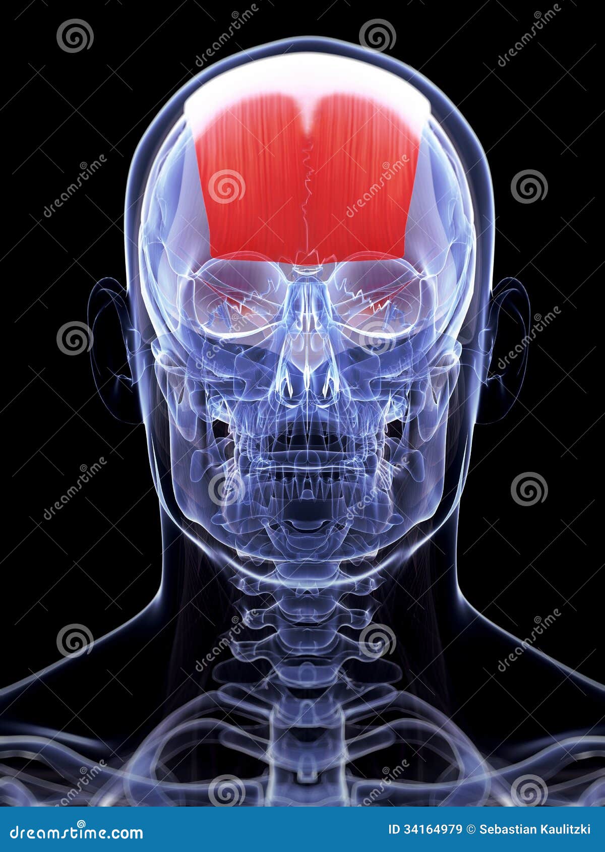 El Músculo De Los Frontalis Stock de ilustración - Ilustración de ...