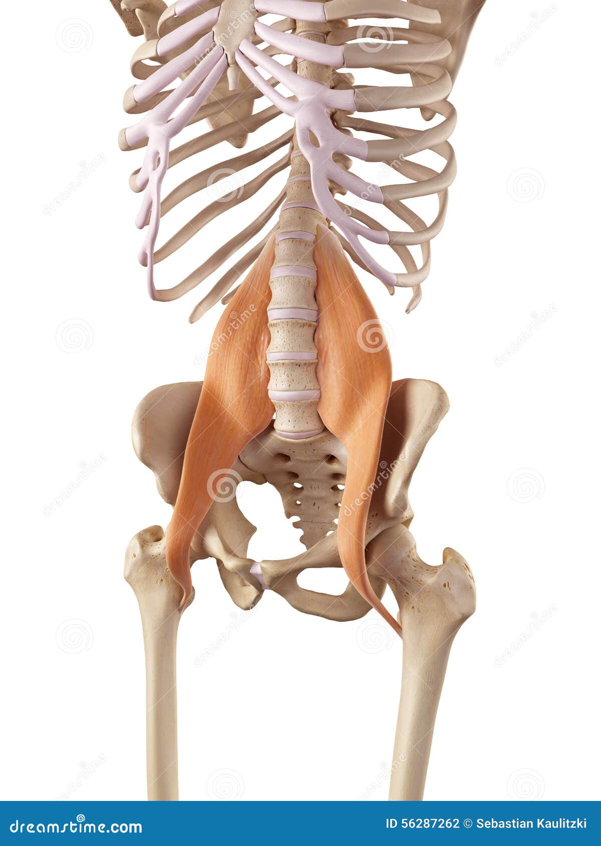 El músculo psoas mayor stock de ilustración. Ilustración de ilio - 56287262