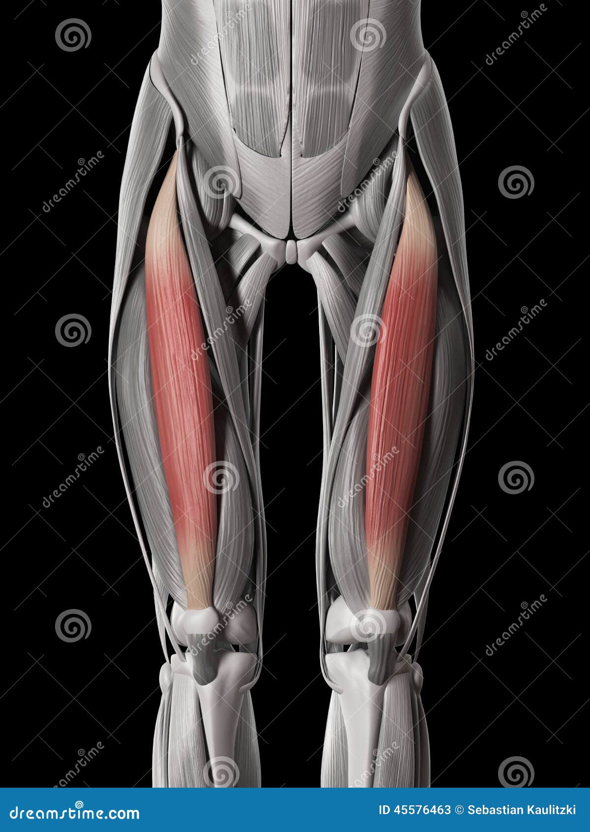 El músculo recto femoral stock de ilustración. Ilustración de detalle ...
